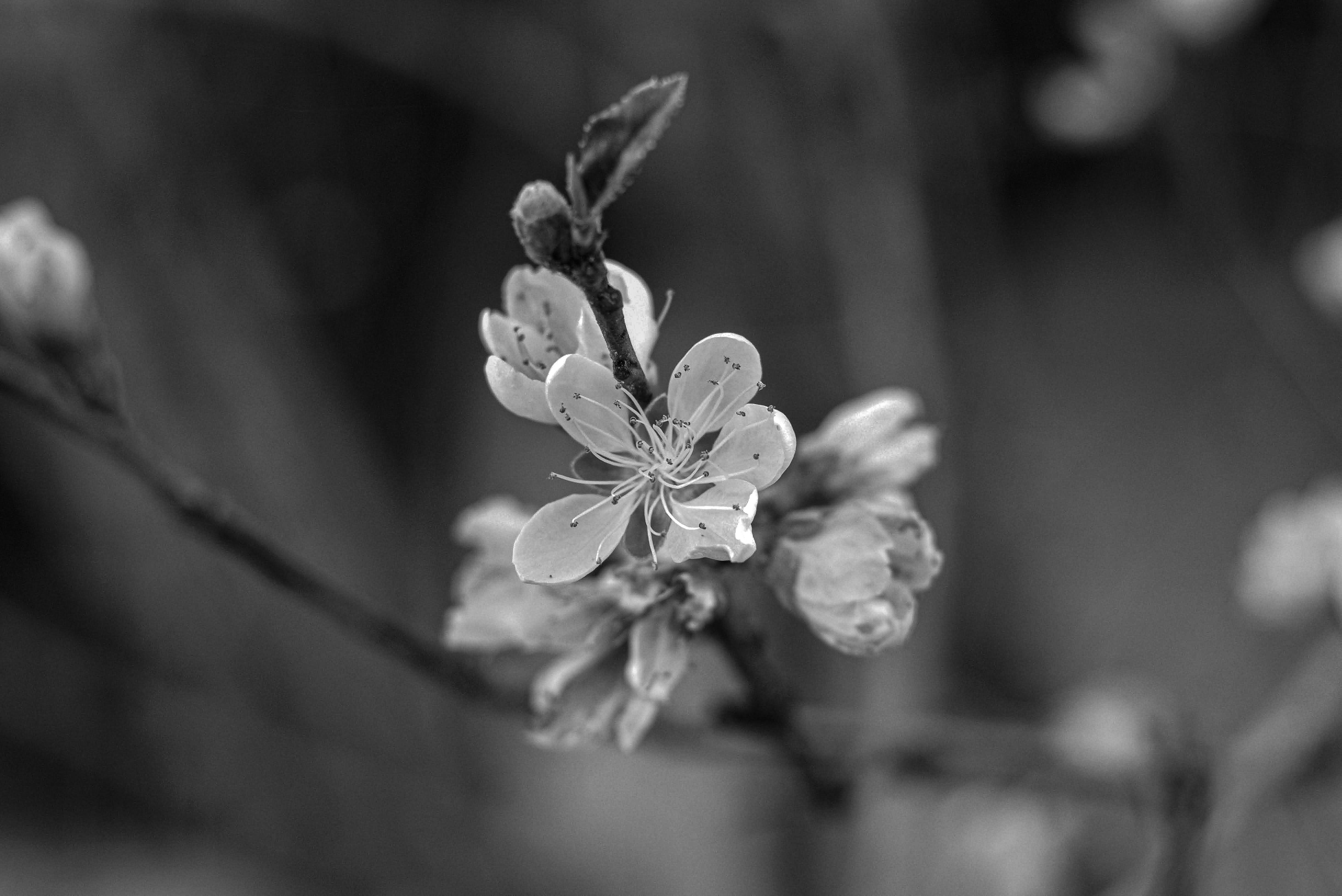 Monochrome Photograph of a Flower · Free Stock Photo