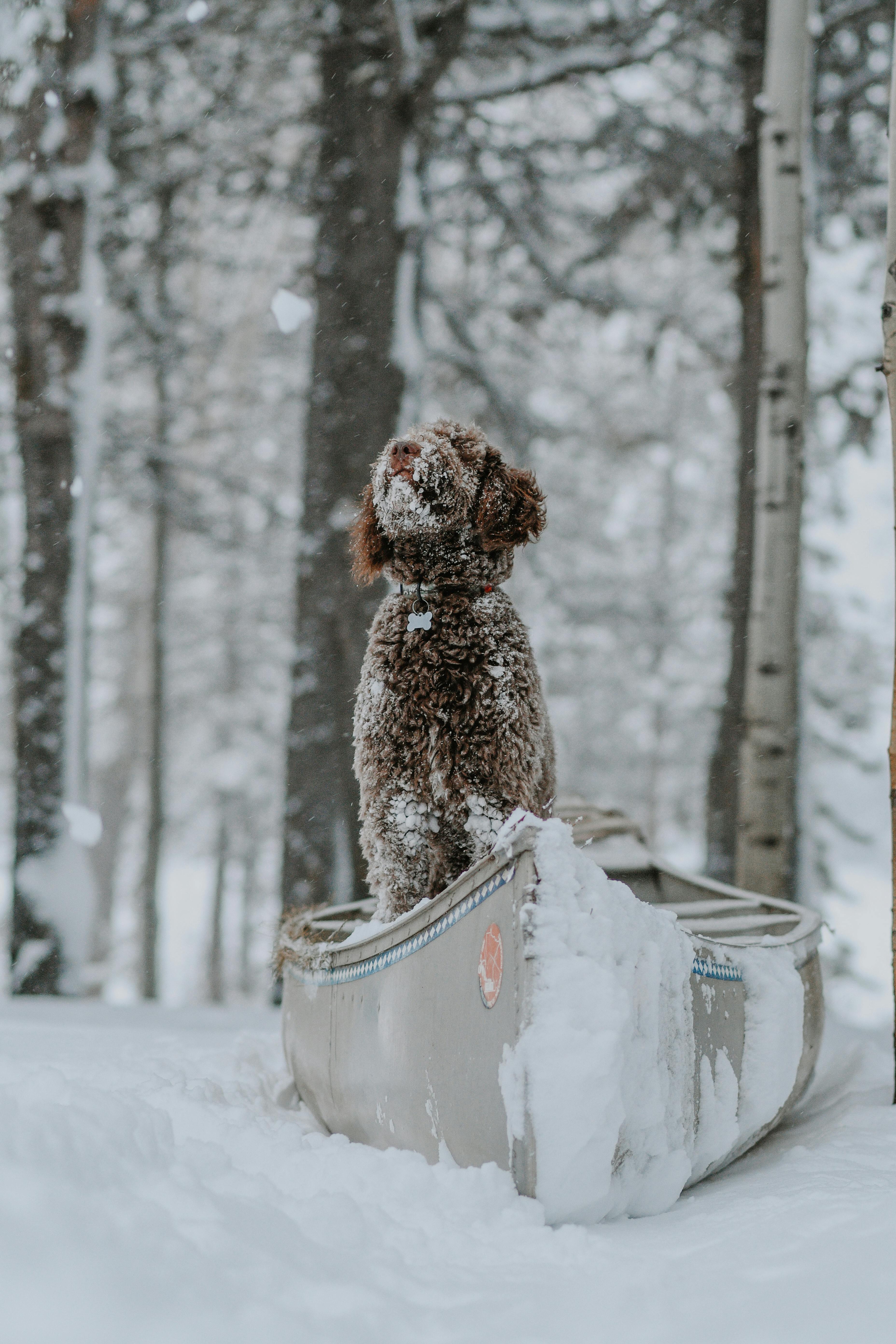 Canoe With Animal Photos, Download The BEST Free Canoe With Animal ...