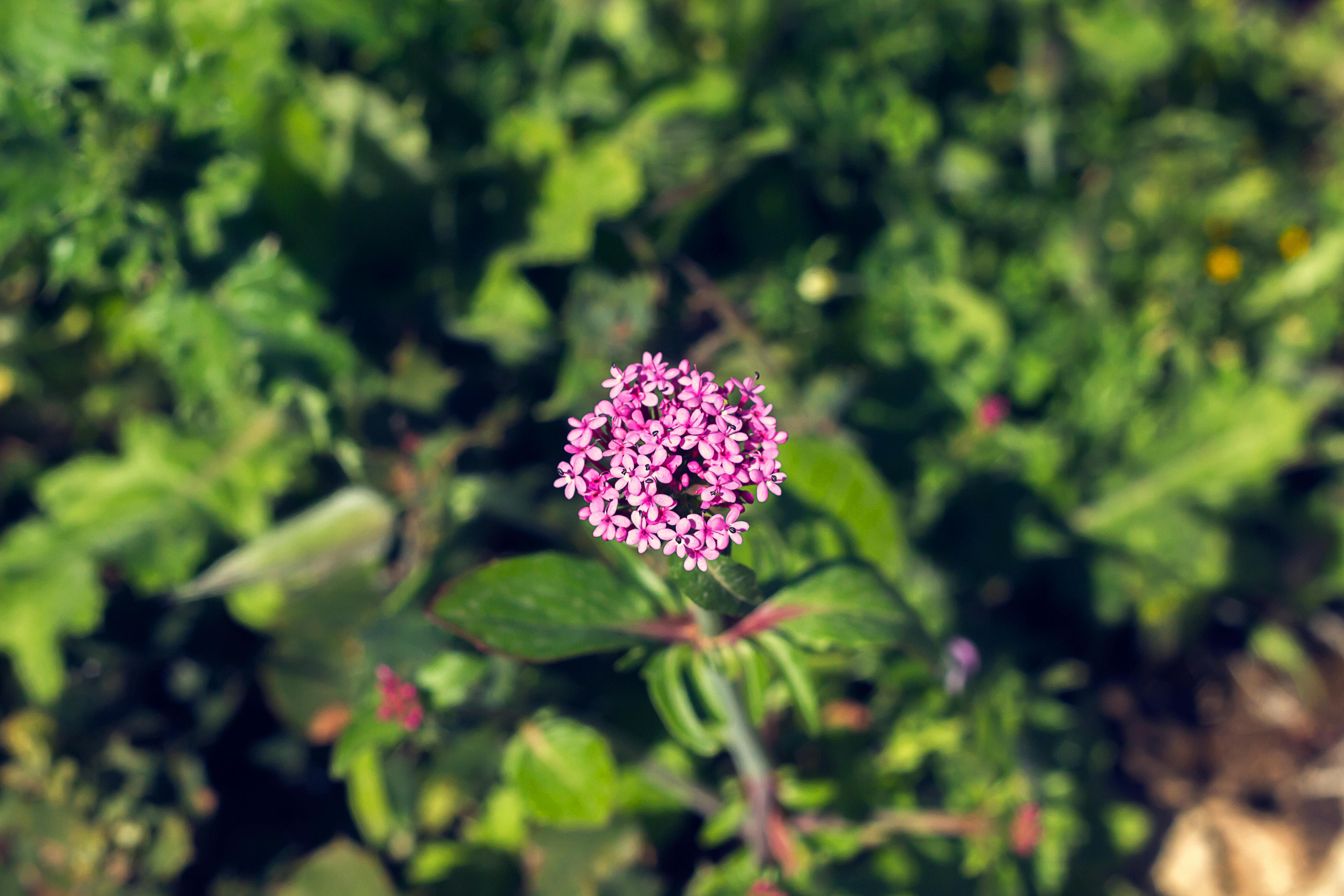 Free stock photo of beautiful flowers, bell flower, green