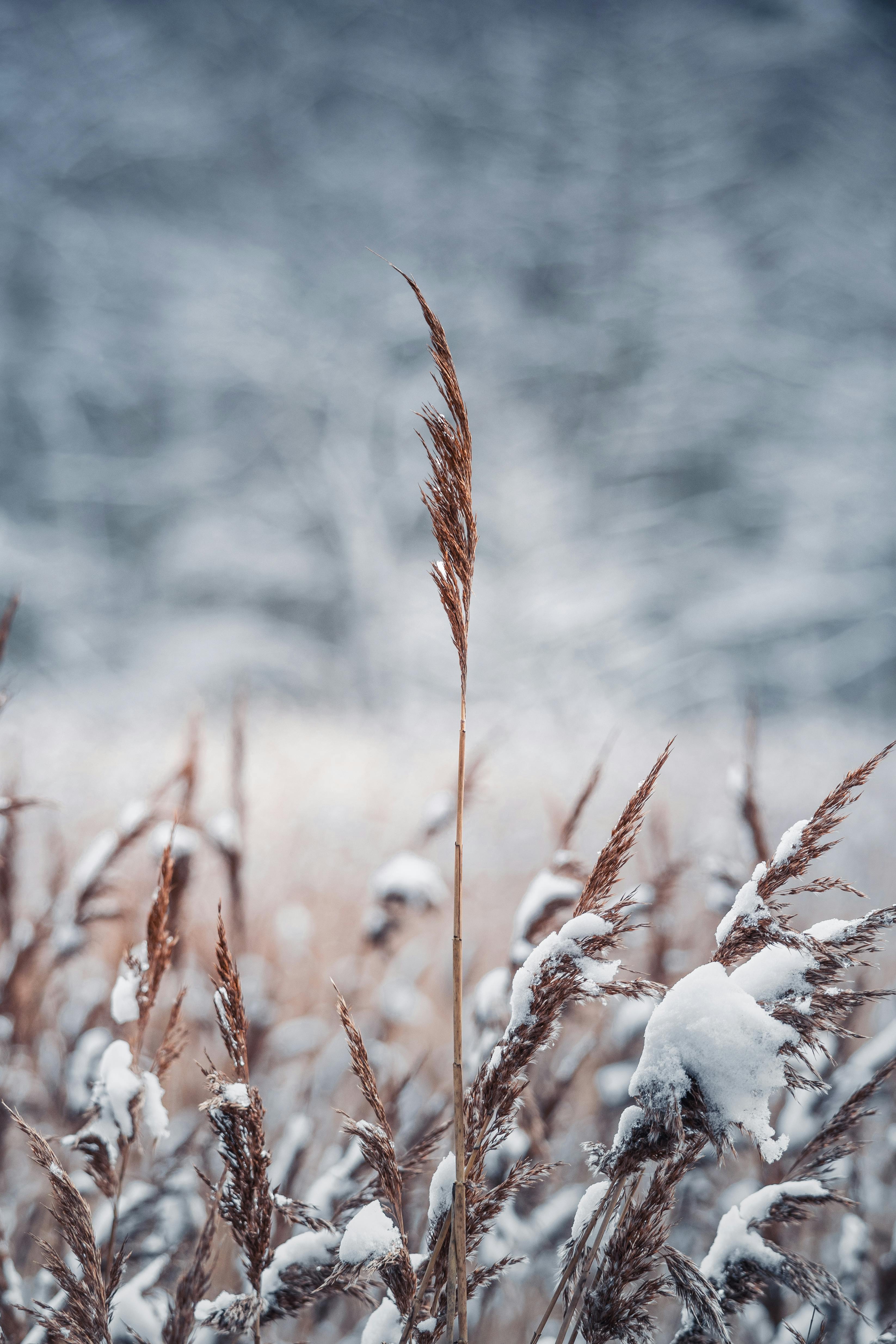 Snow Covered Grass Photos, Download The BEST Free Snow Covered Grass ...