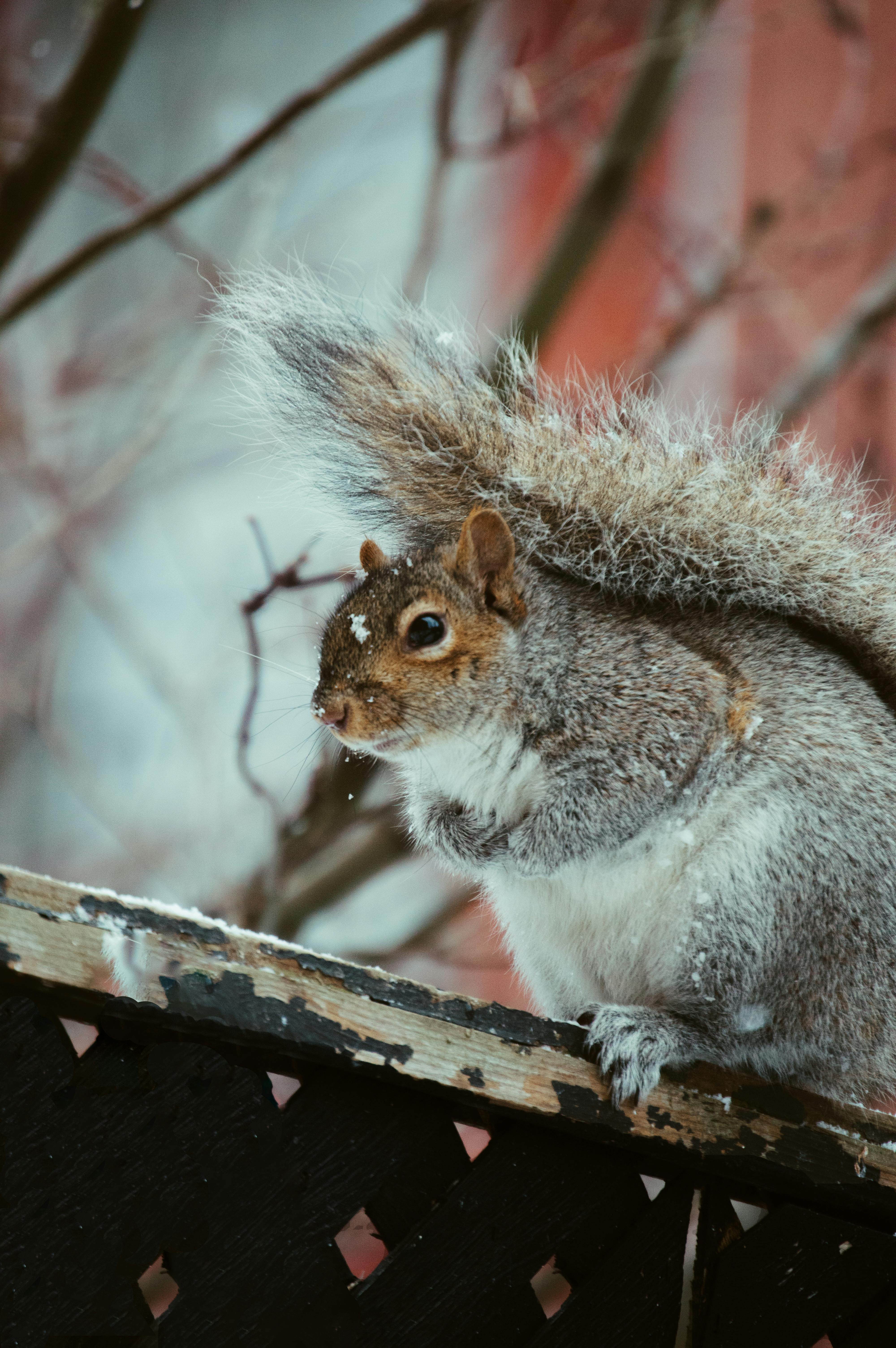 A Close-Up Shot of a Wood Lemming · Free Stock Photo