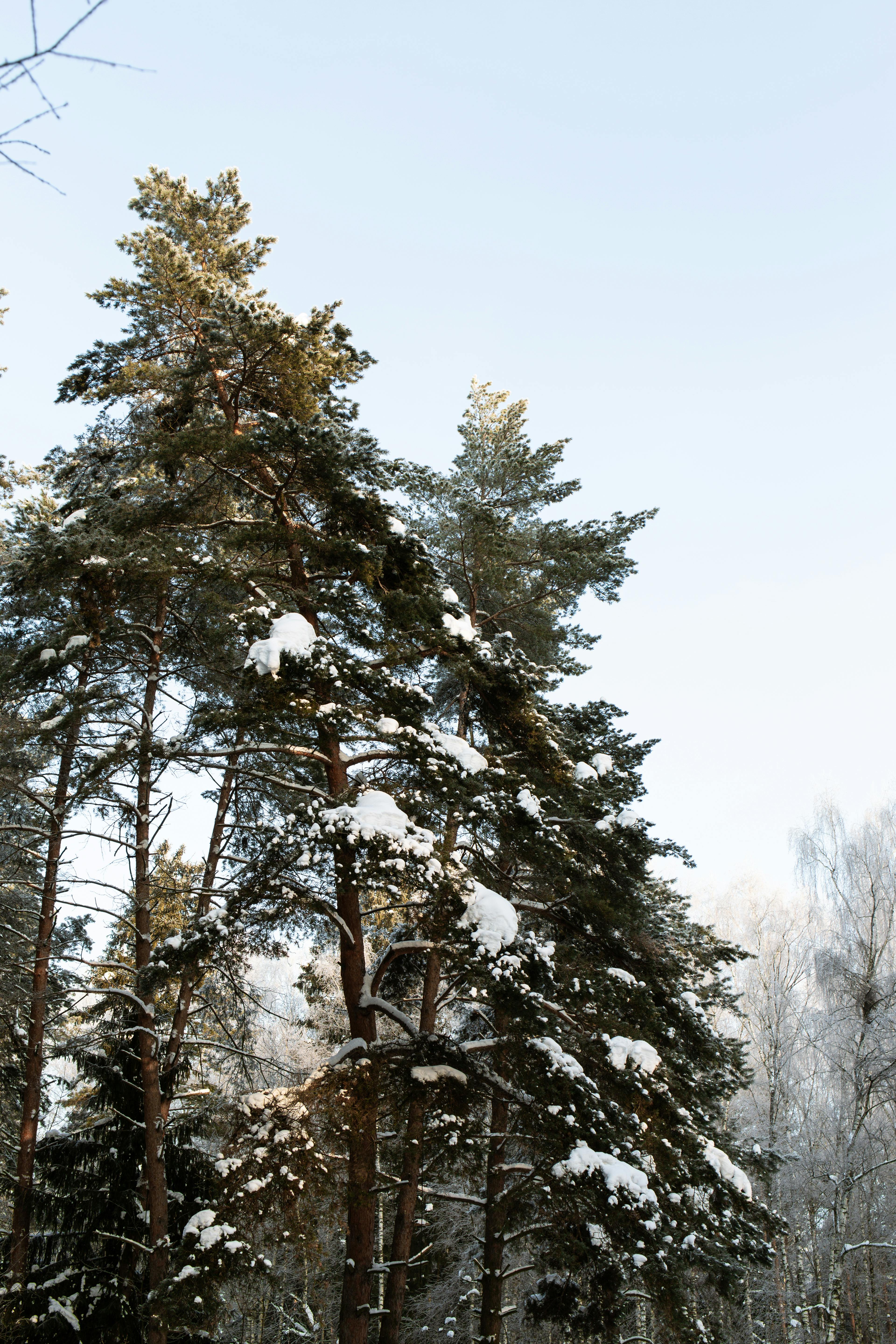 Snow on Trees · Free Stock Photo