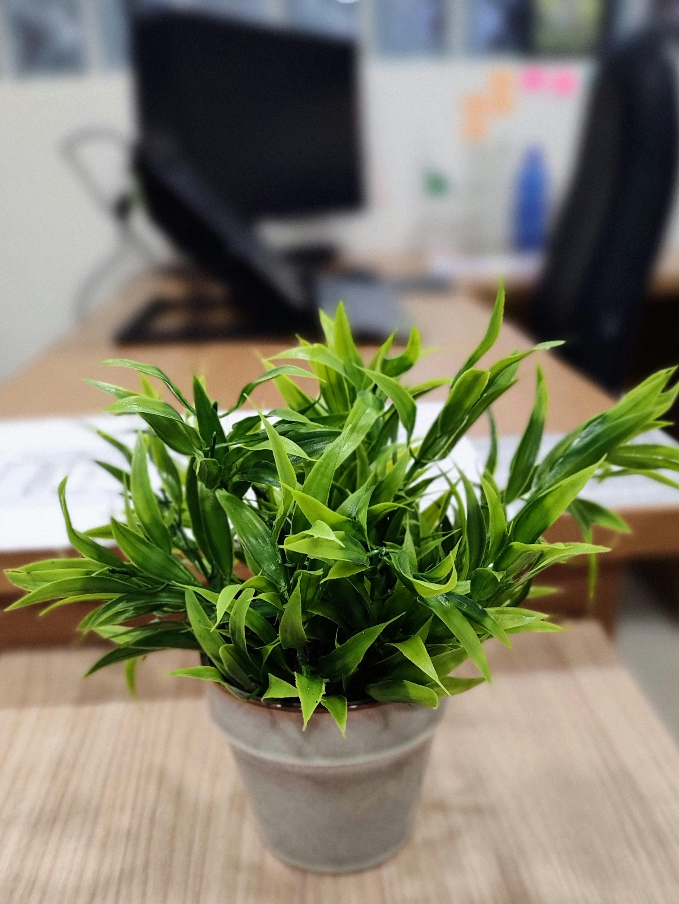 Samuel Lima - Photography