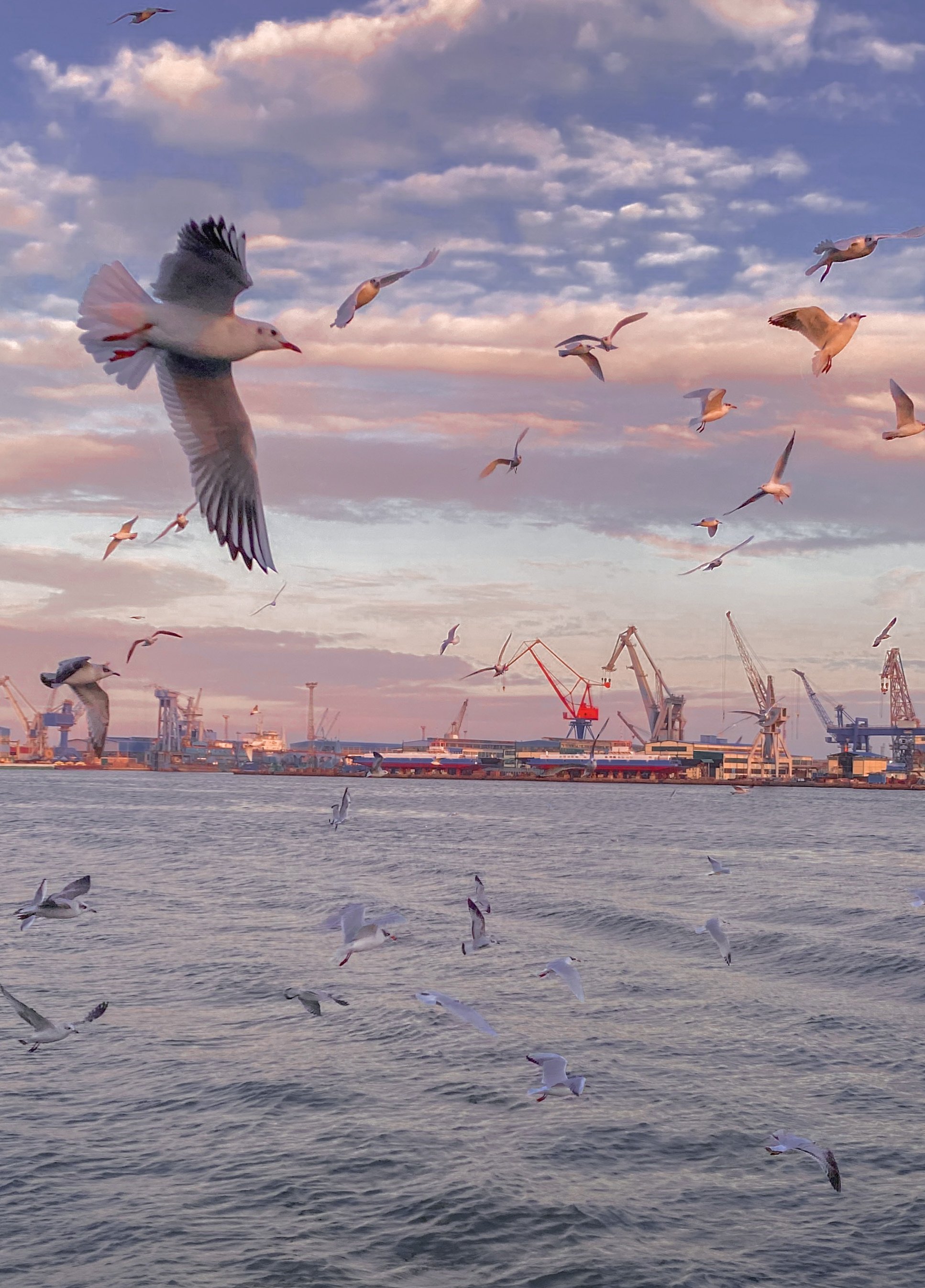Port Said Sea Photos, Download The BEST Free Port Said Sea Stock Photos ...