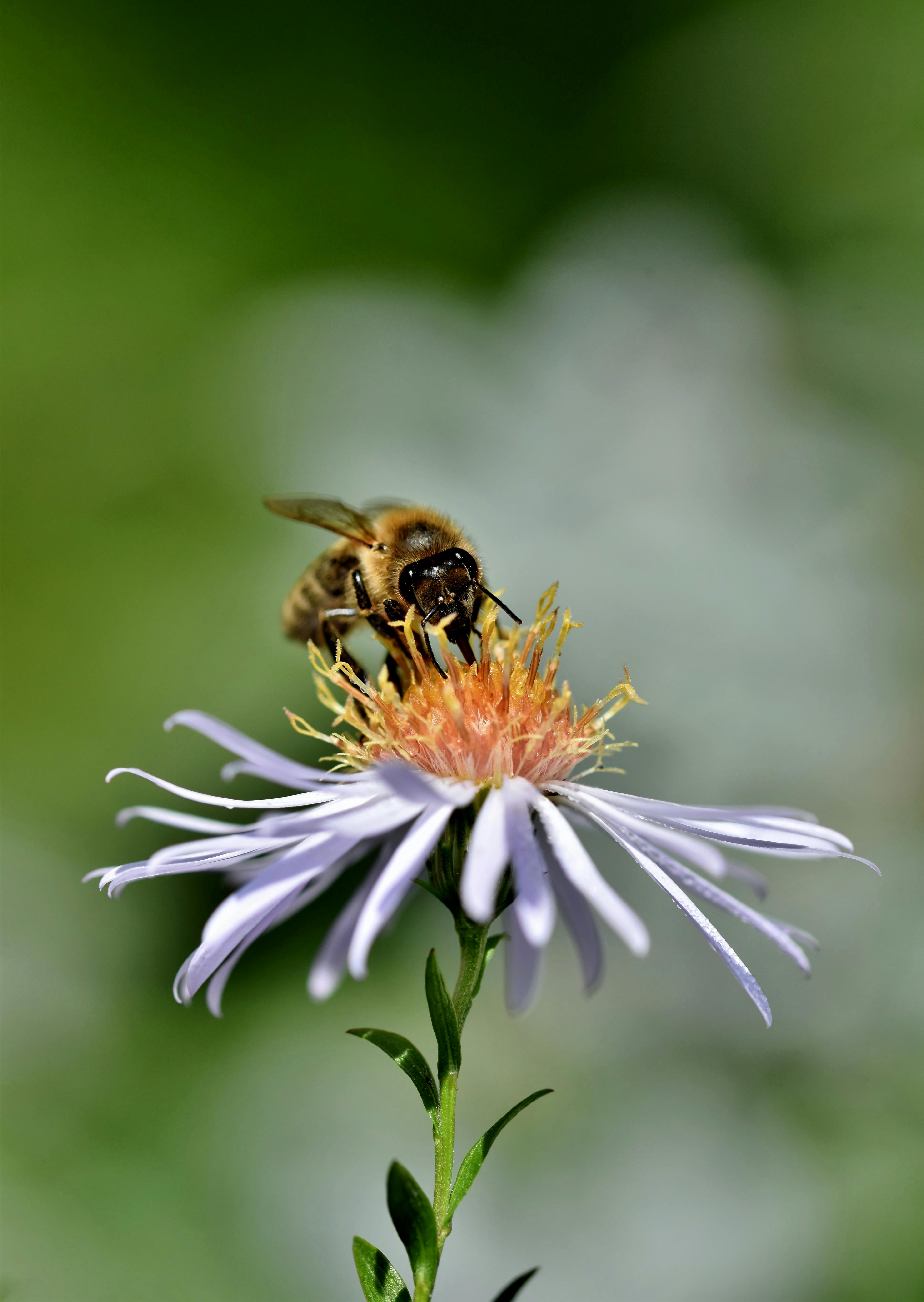 A Close-Up Shot of a Bee Pollinating a Lavender · Free Stock Photo