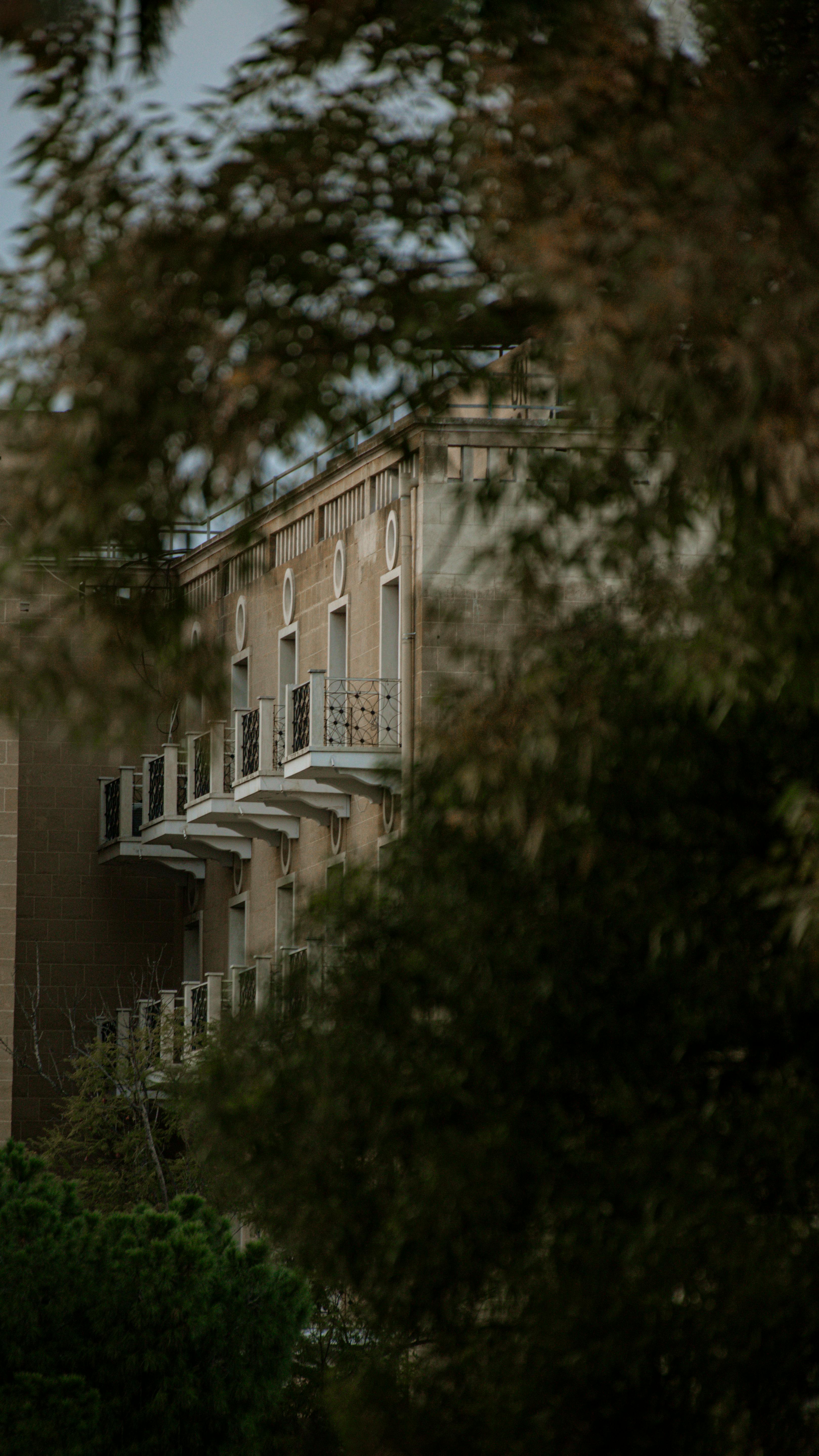Photo of a Tree Near Buildings · Free Stock Photo