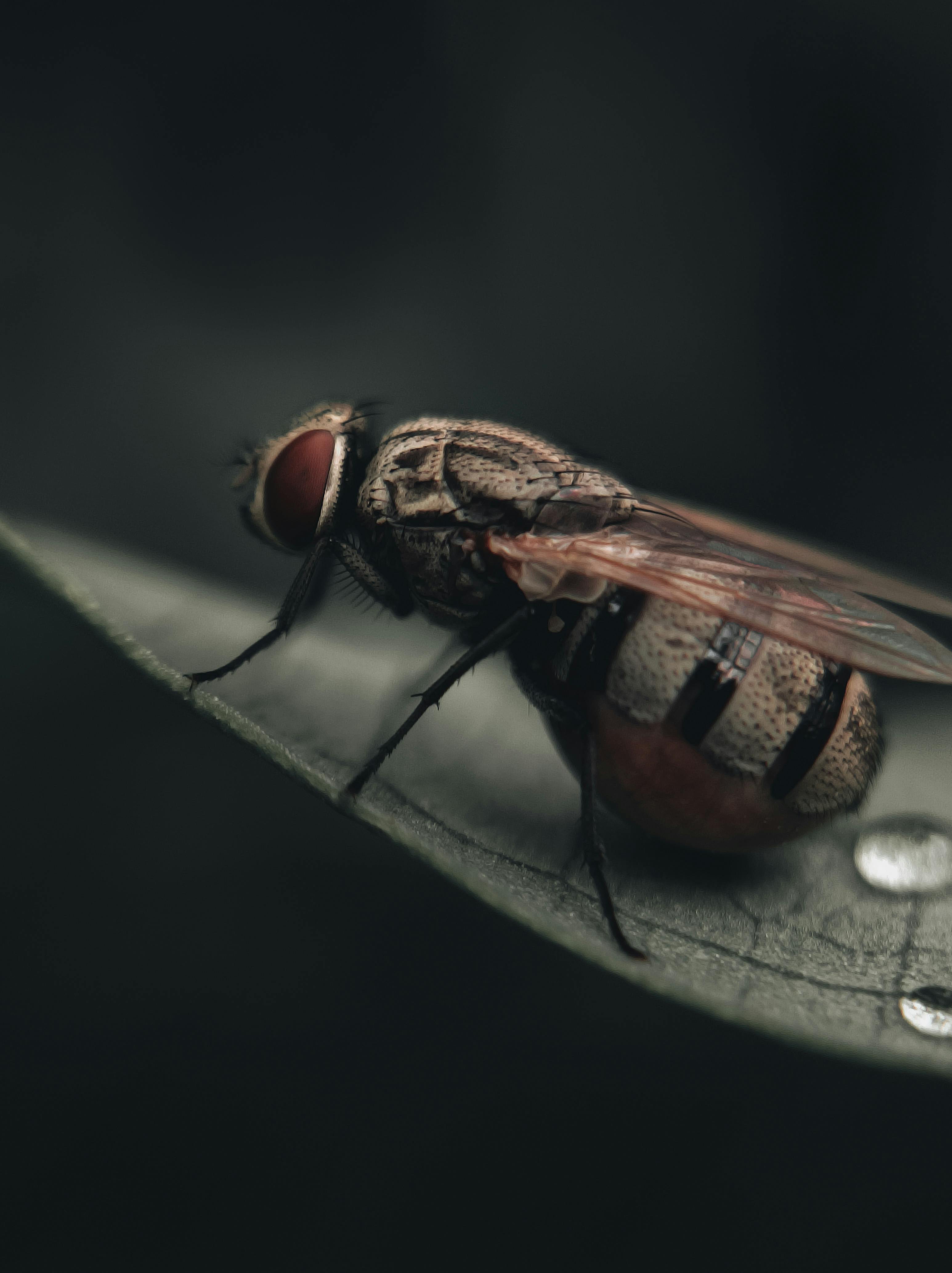 Close Up Photo of a Fly · Free Stock Photo