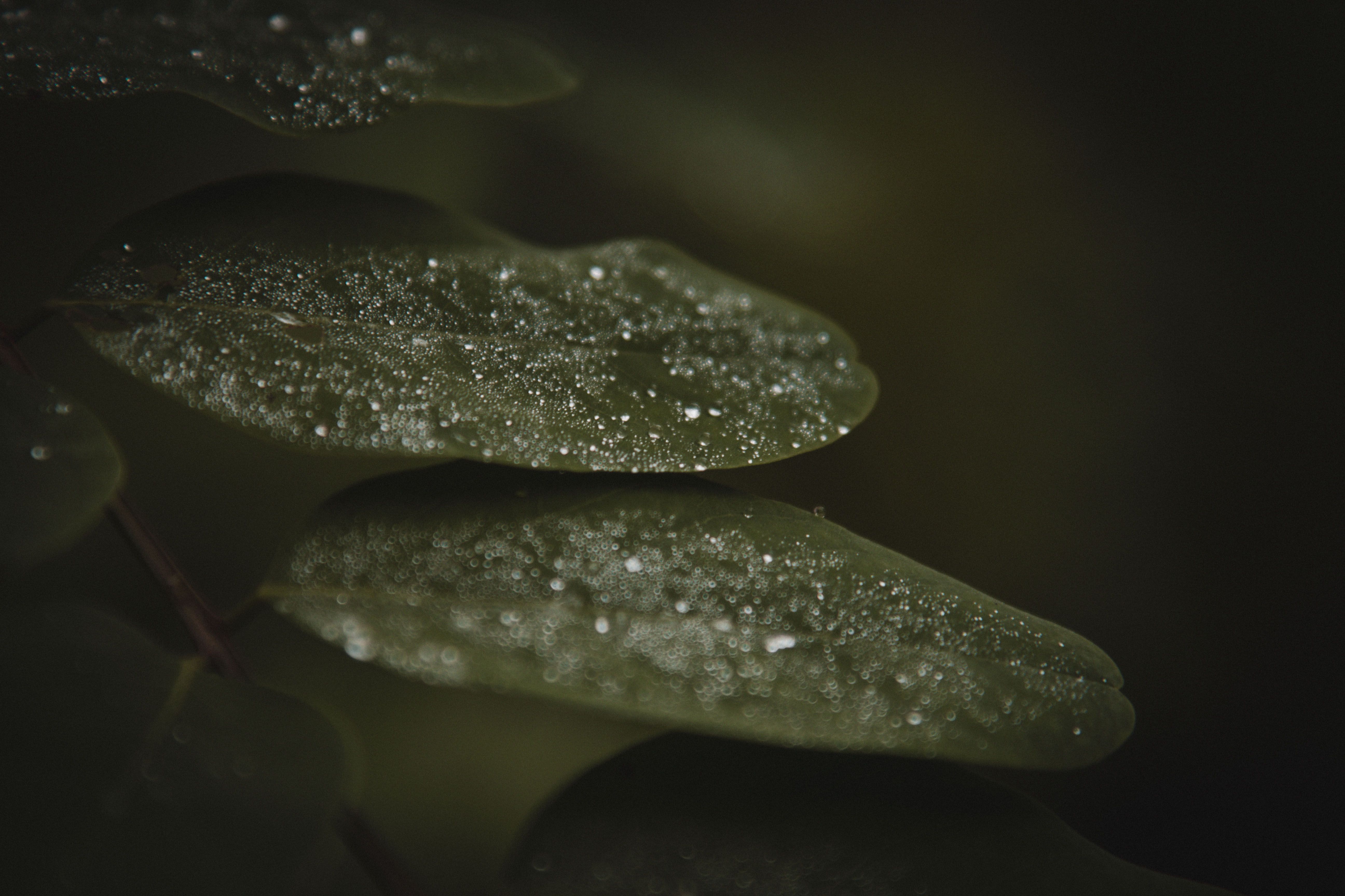 Wet Green Plant · Free Stock Photo