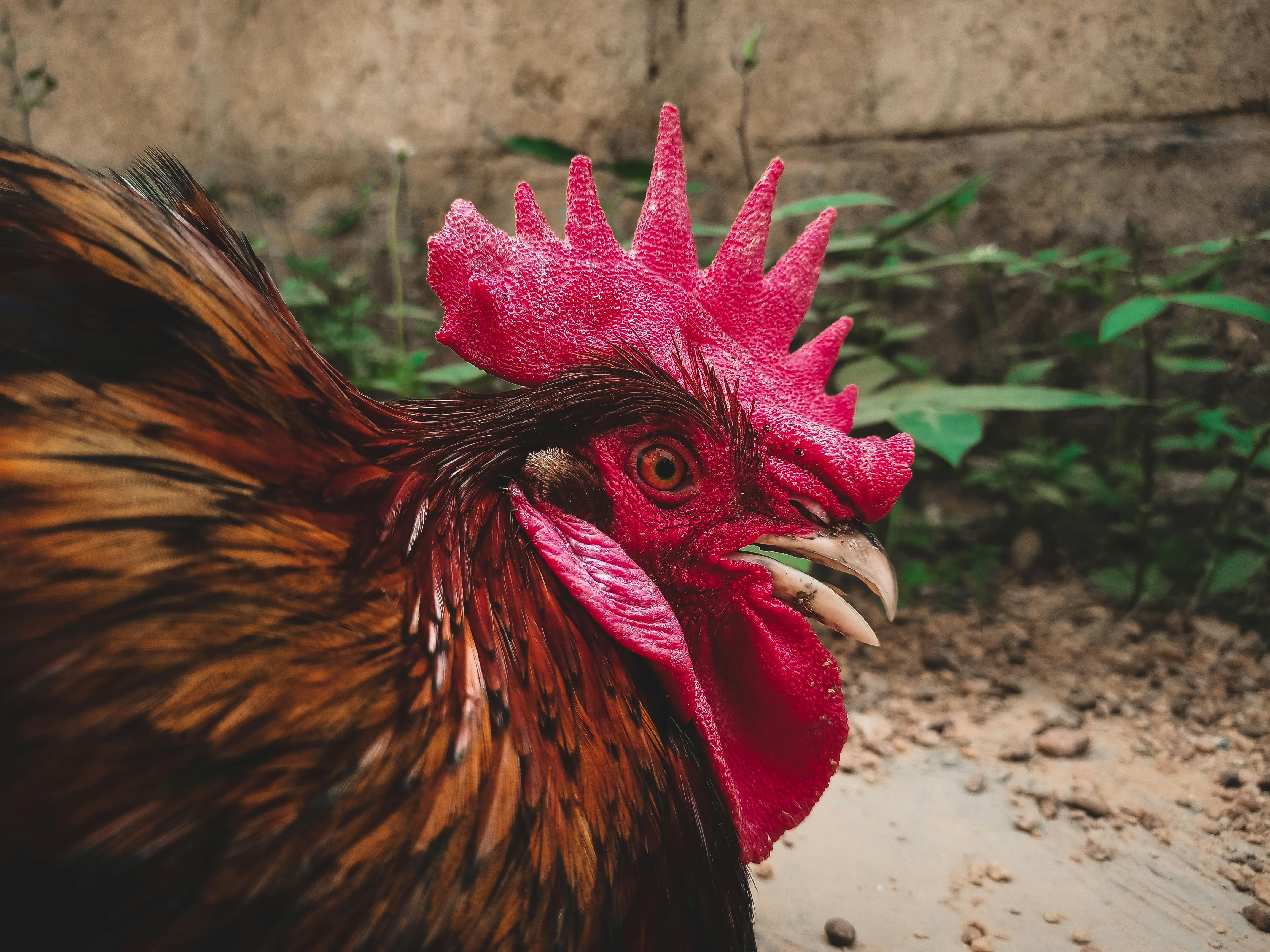 Close-Up Shot of a Rooster · Free Stock Photo