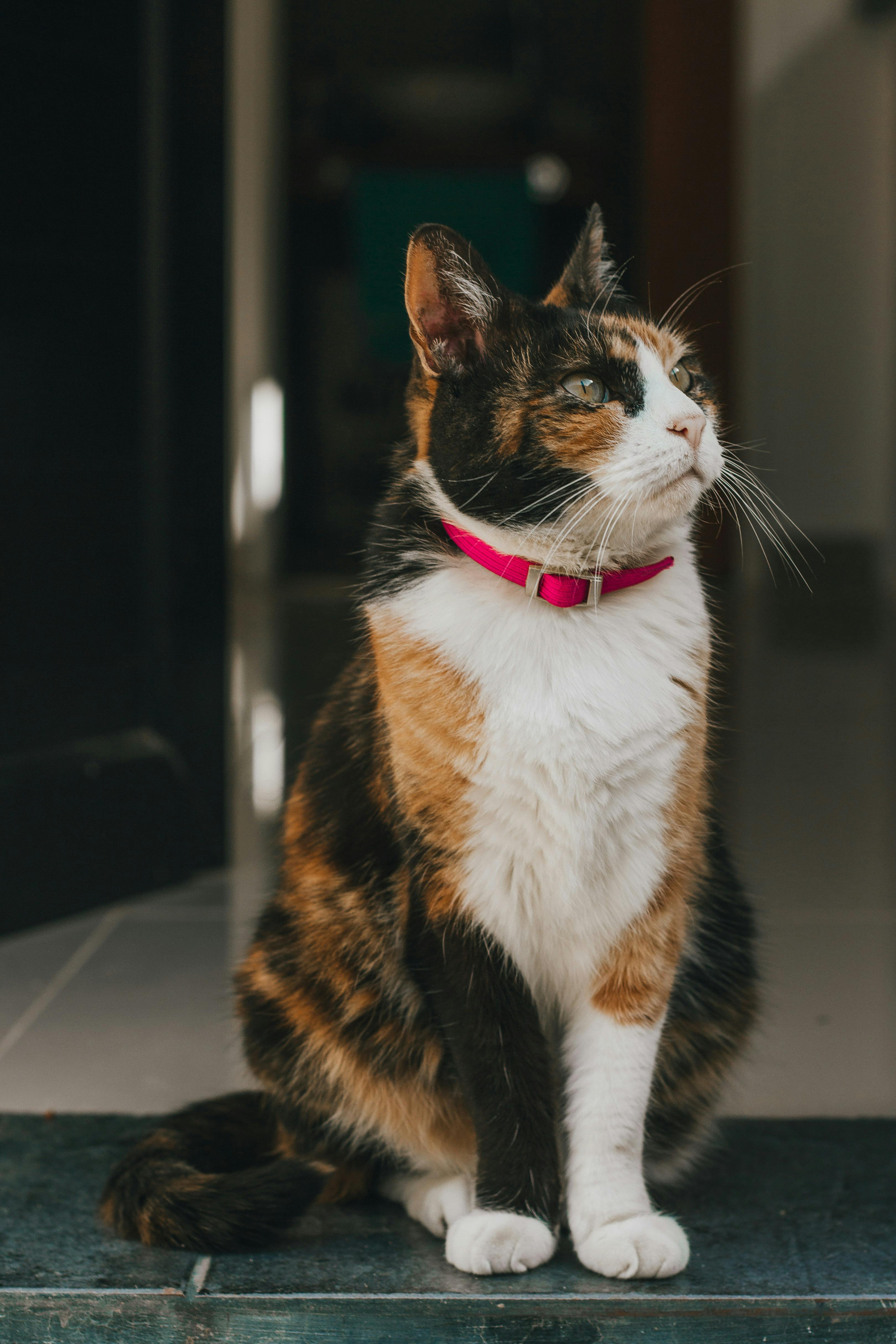 Close-up Photo of a Calico Cat · Free Stock Photo
