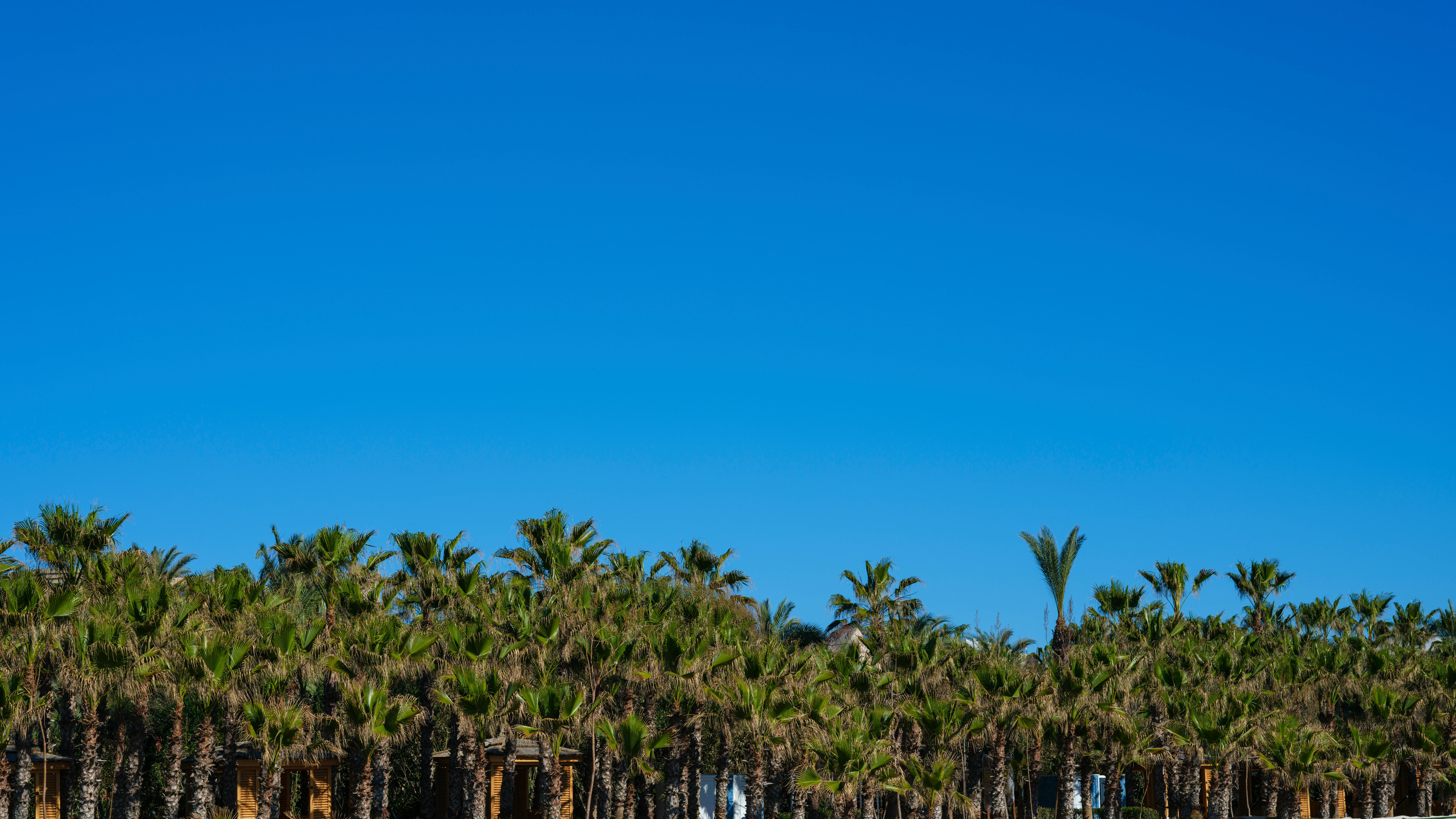 Green Palm Trees Under Blue Sky · Free Stock Photo