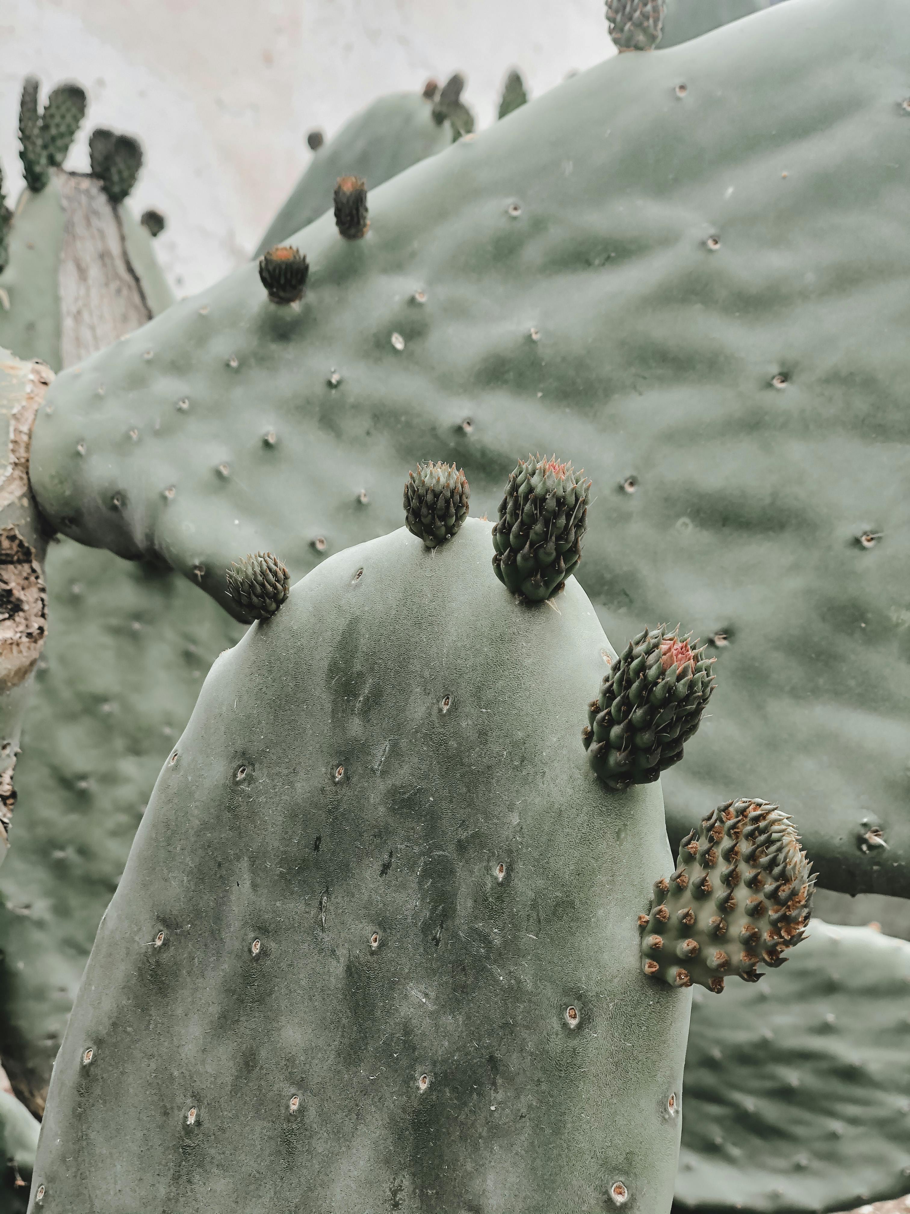 Cactus Wallpaper Photos, Download The BEST Free Cactus Wallpaper Stock ...