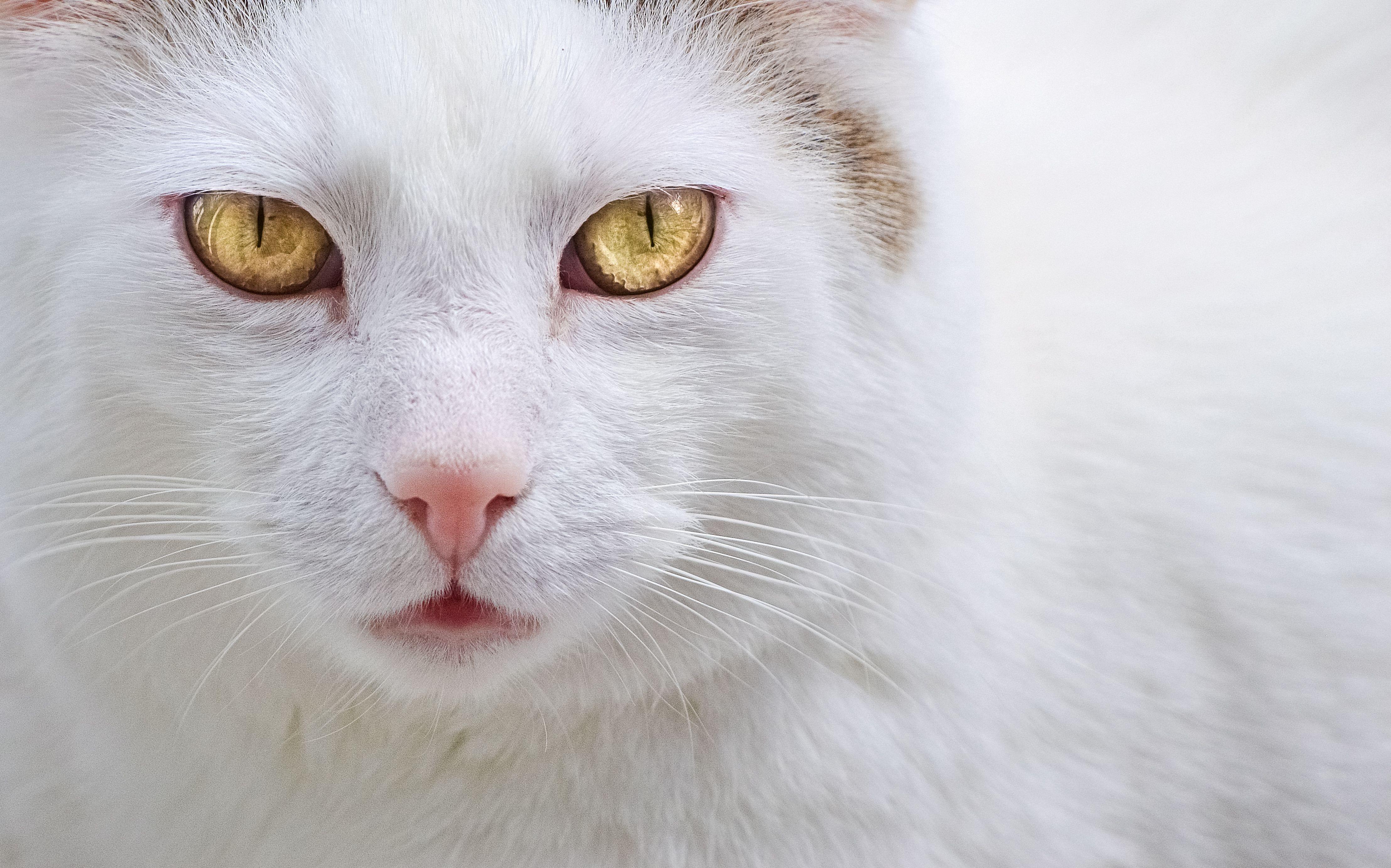 Close-Up Shot of a White Cat With Yellow Eyes · Free Stock Photo