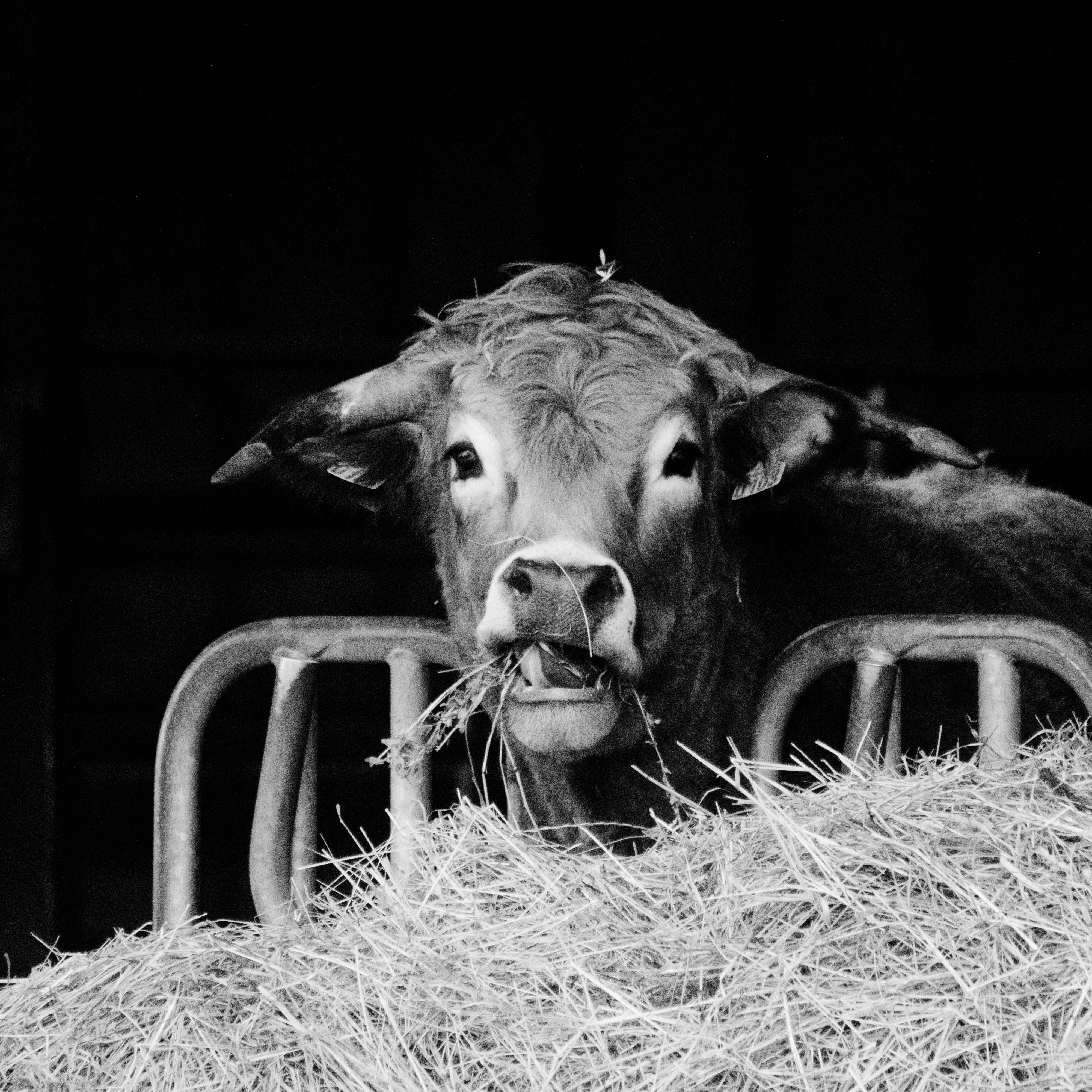 Square Haystack Photos, Download The BEST Free Square Haystack Stock ...