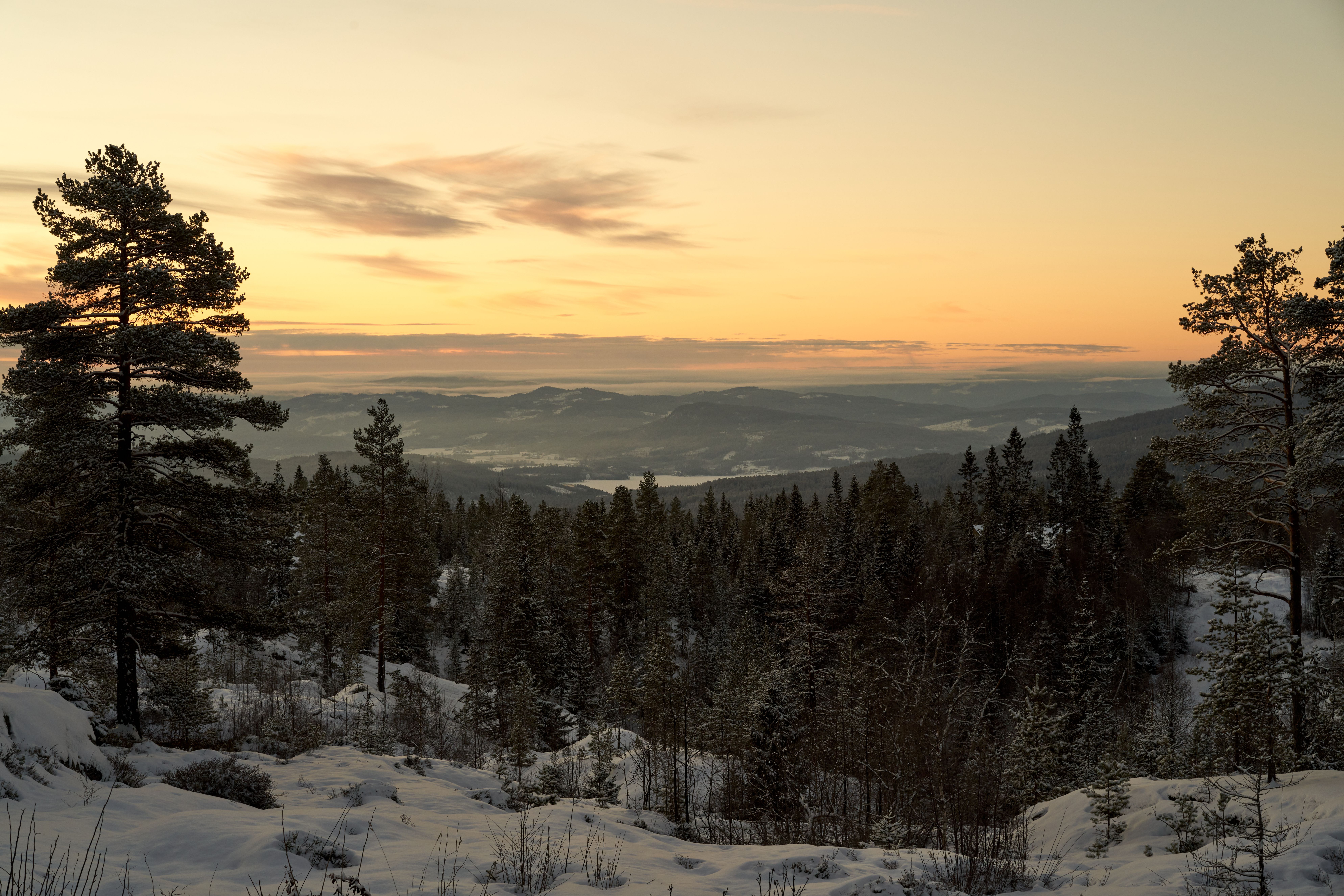 Snow Covered Trees during Dusk · Free Stock Photo