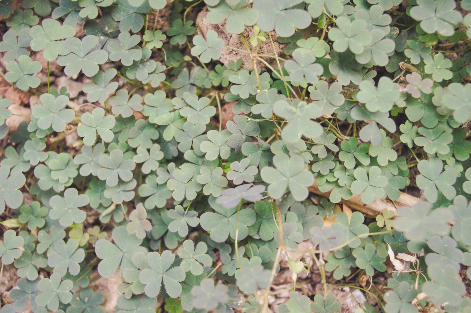 Clover Photos, Download The BEST Free Clover Stock Photos & HD Images