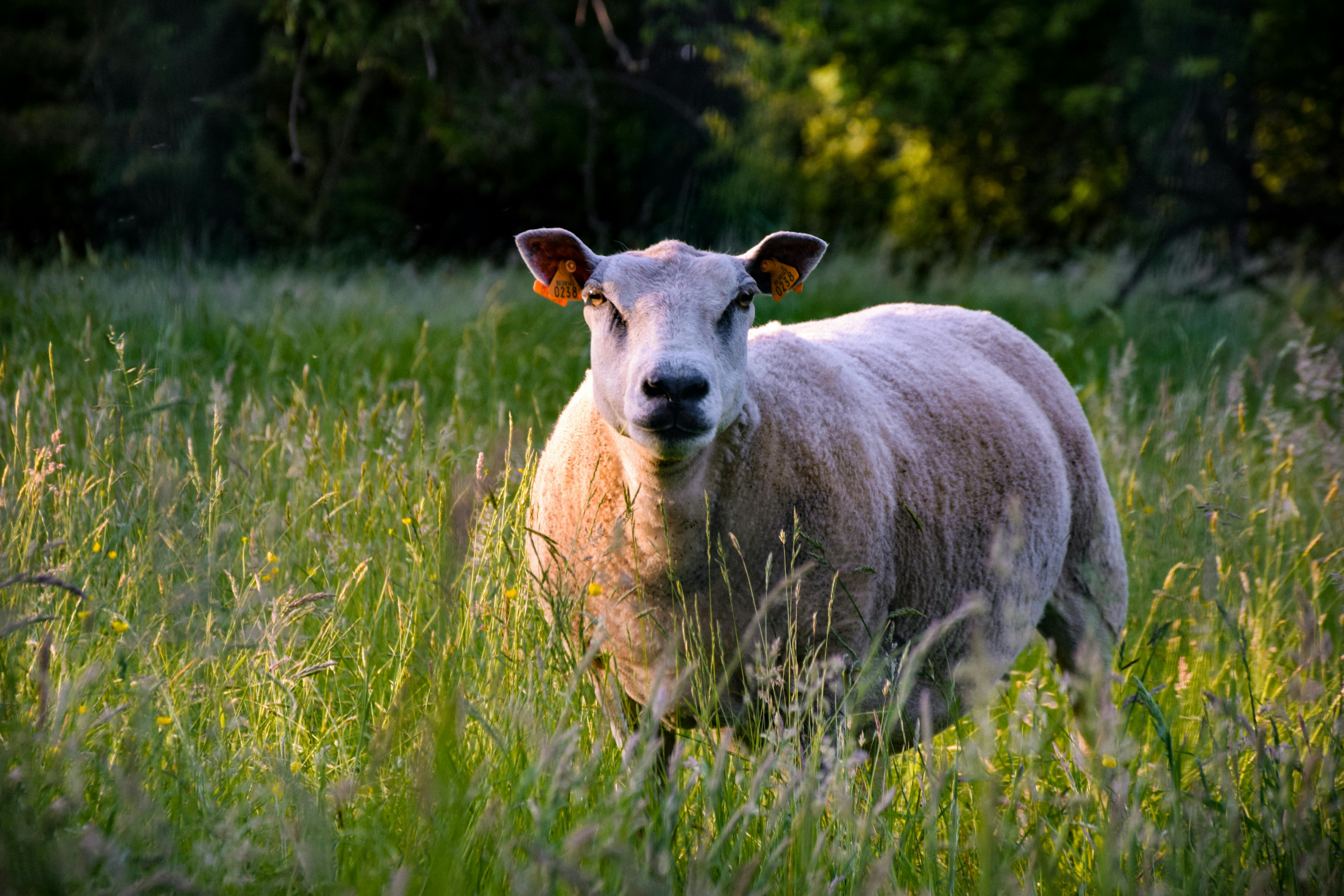 A White Cow on a Grassy Field · Free Stock Photo