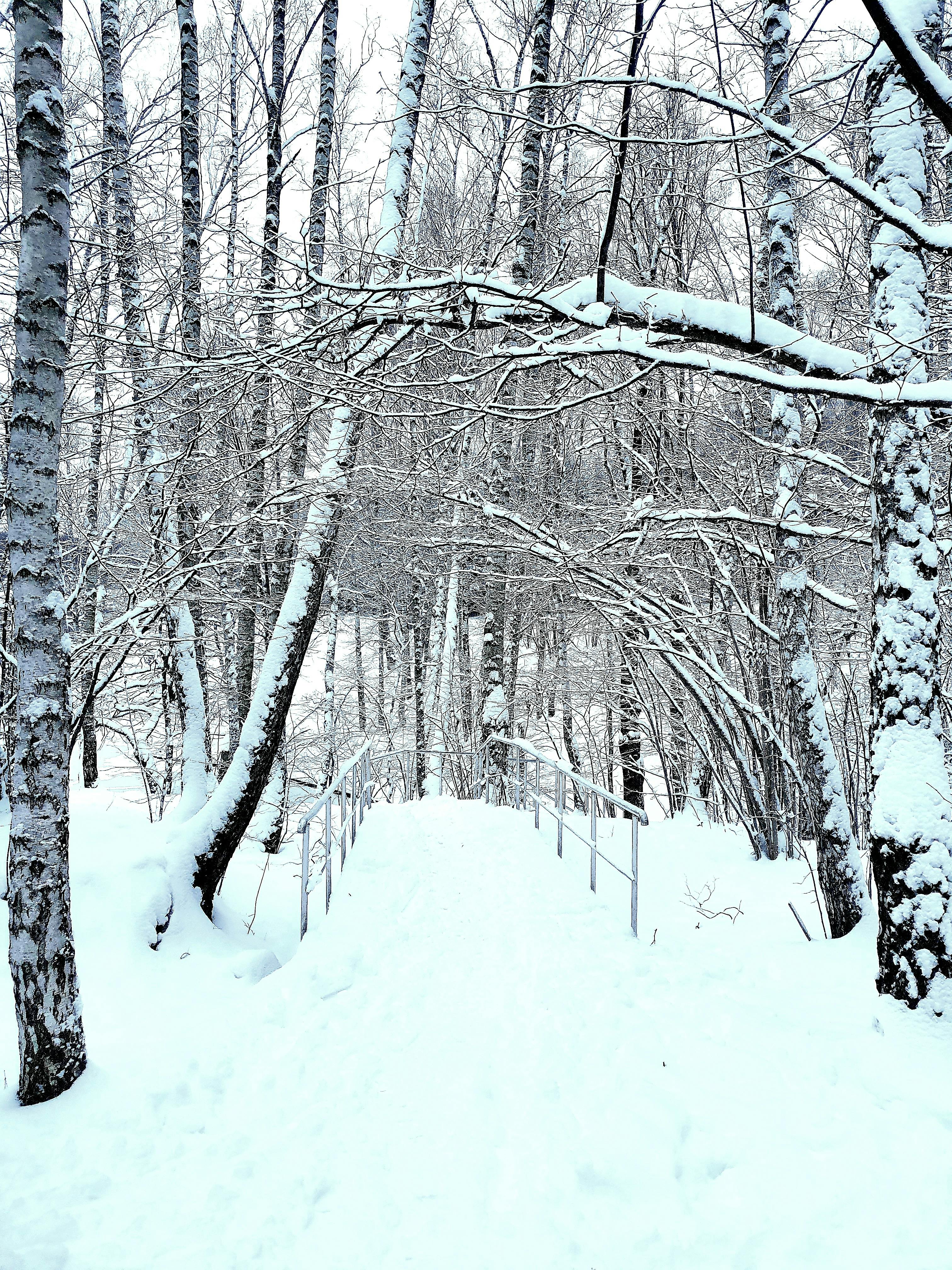 Snow Covered Path between Bare Trees During Winter · Free Stock Photo