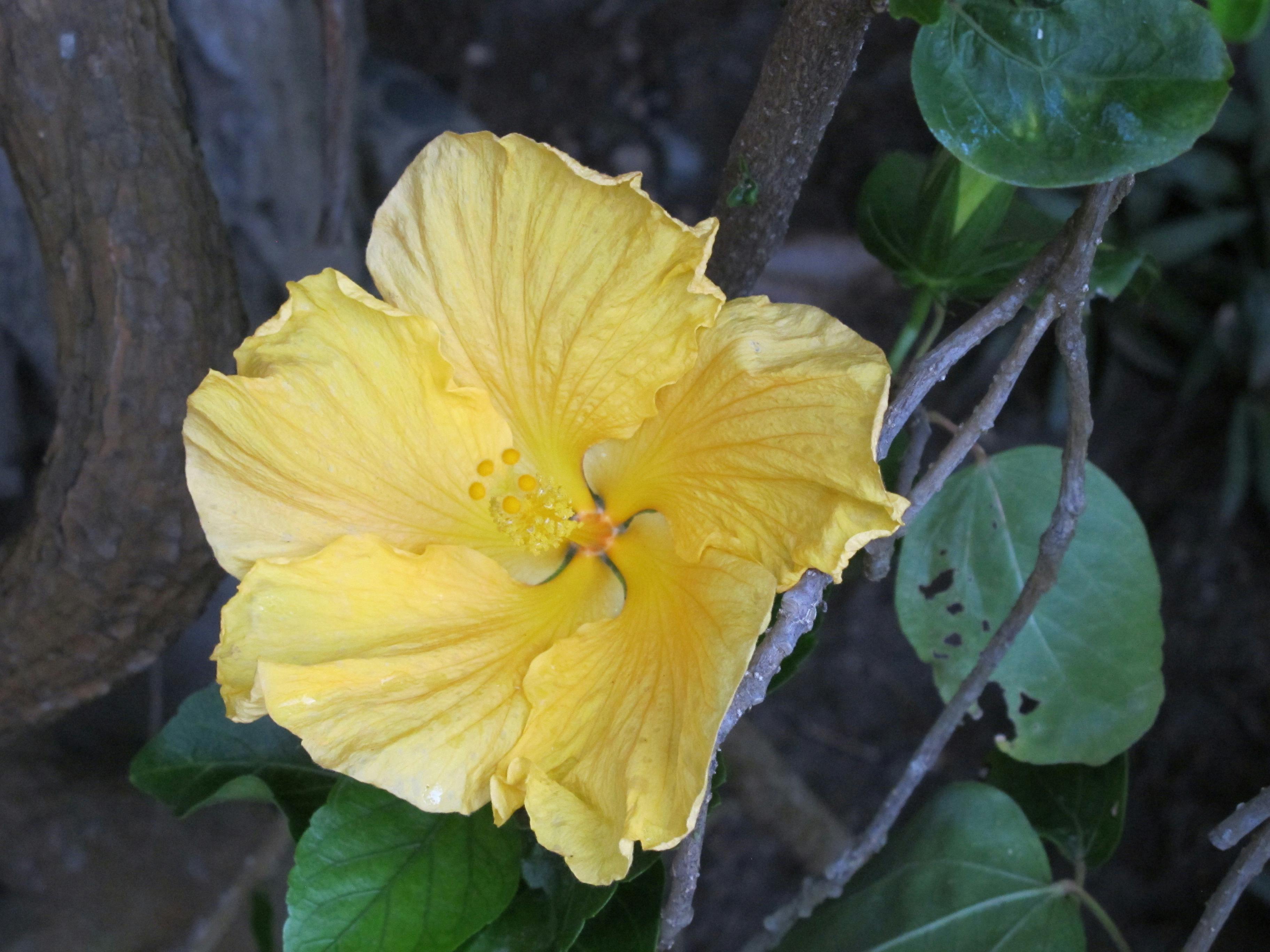 Free stock photo of flower, mexico