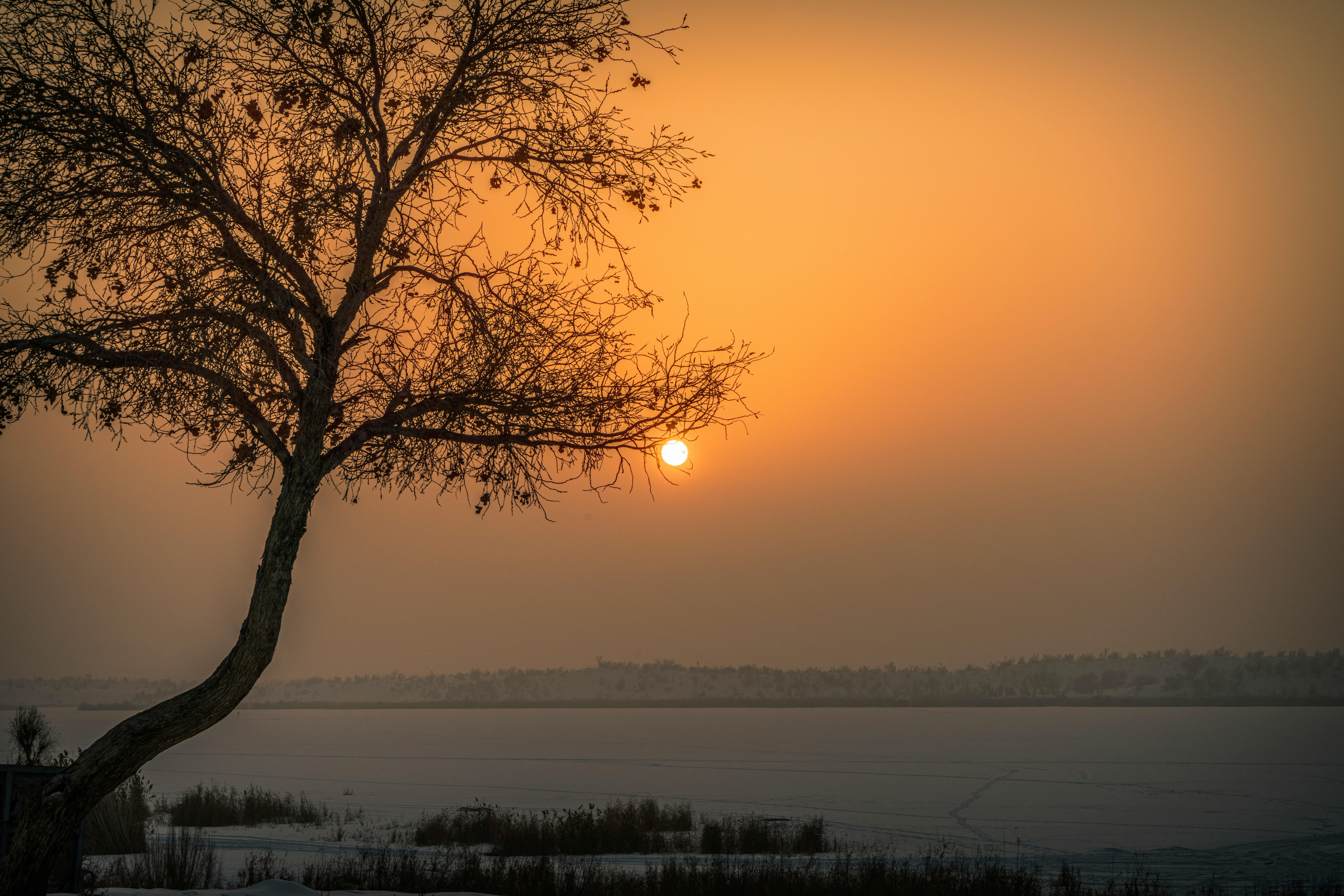 A Tree Beside Lake during Sunset · Free Stock Photo