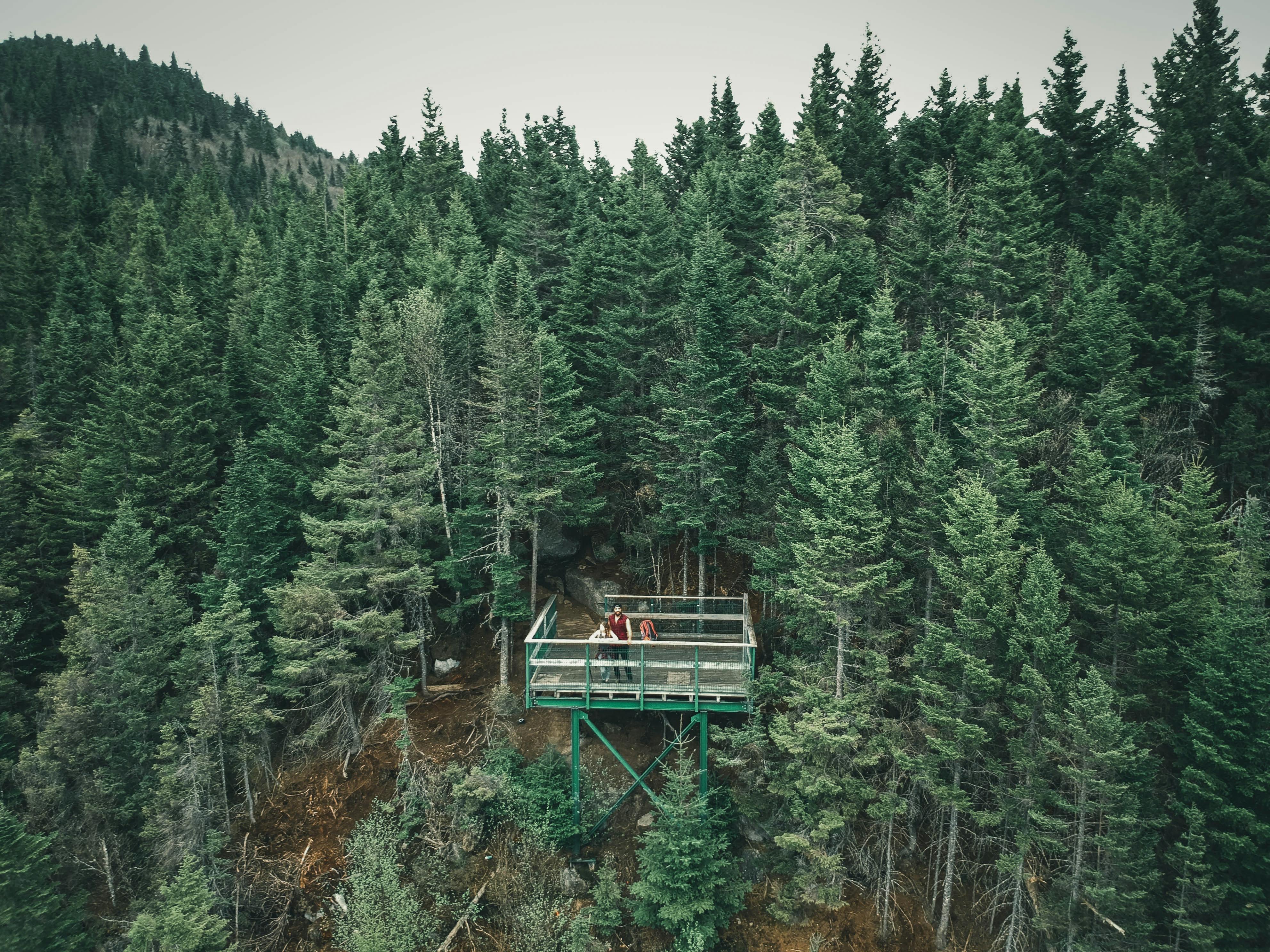 Forest Deck Photos, Download The BEST Free Forest Deck Stock Photos ...