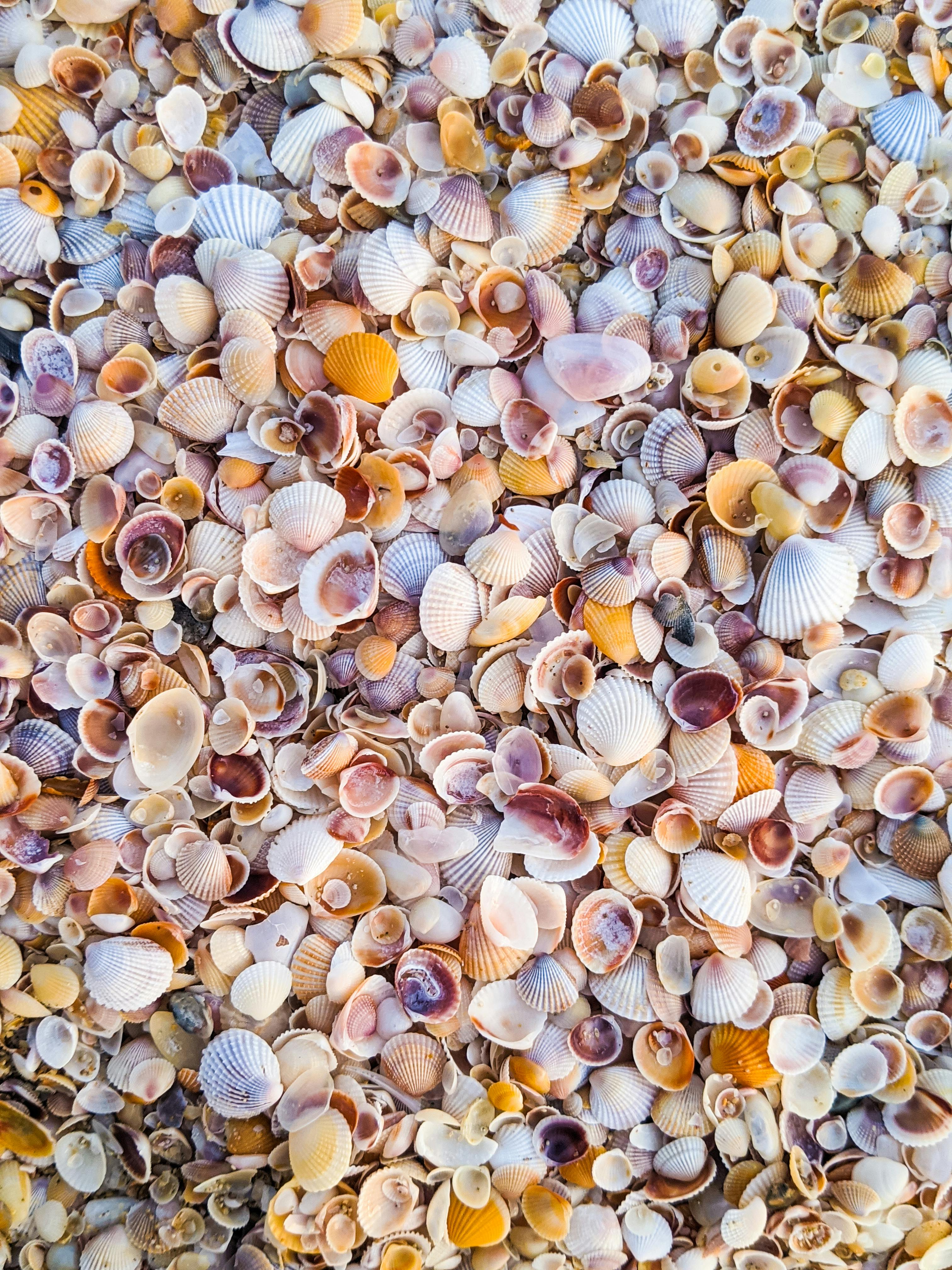 2,000+ Best Shells Photos · 100% Free Download · Pexels Stock Photos