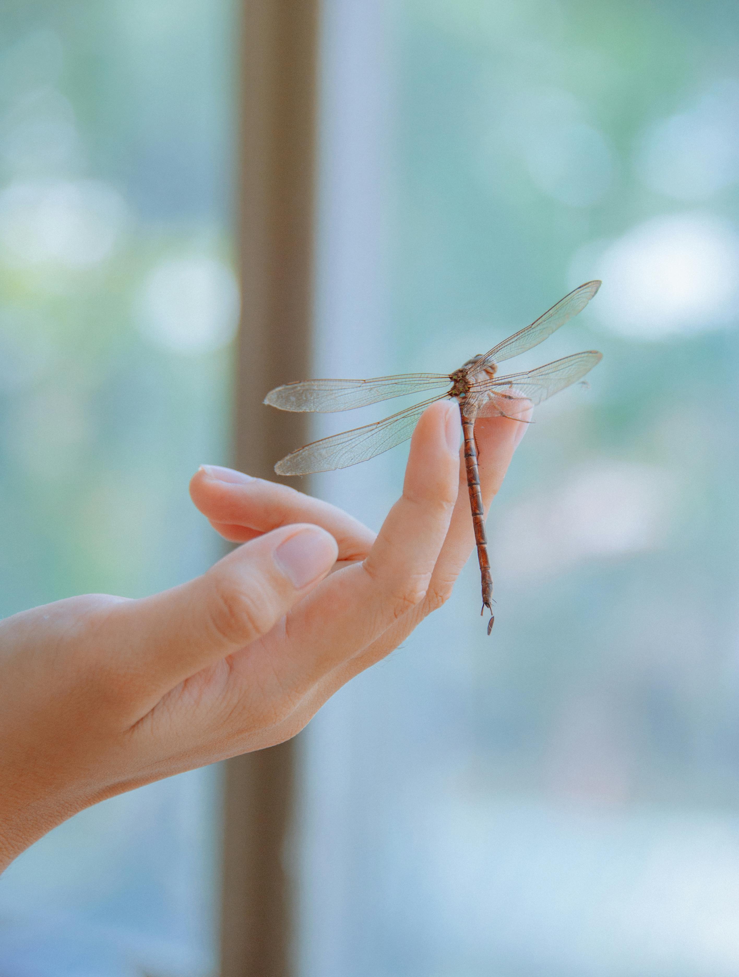 Dragonfly Perched on Human Finger in Closeup Photography · Free Stock Photo