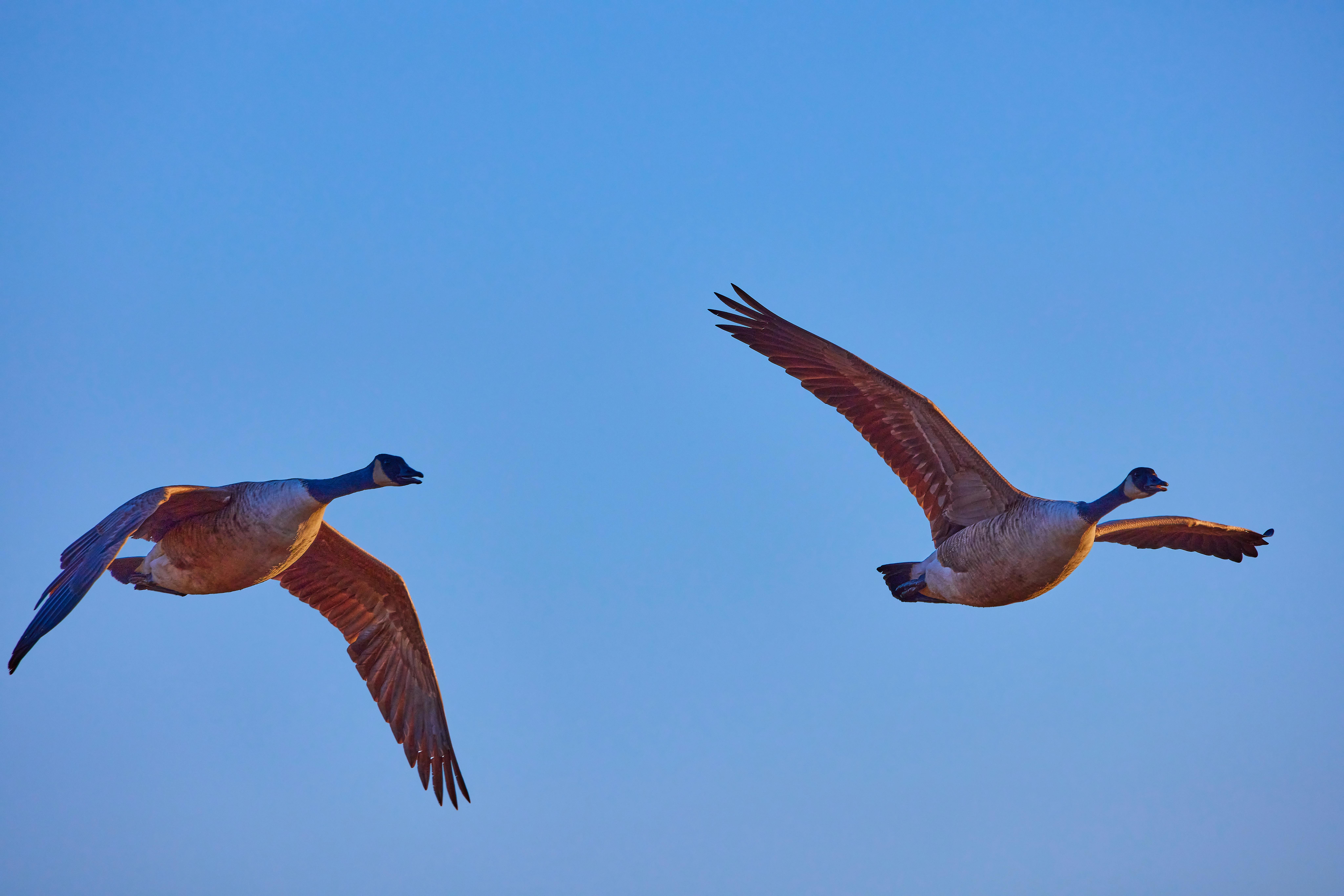 Brown Birds Flying Under the Blue Sky · Free Stock Photo