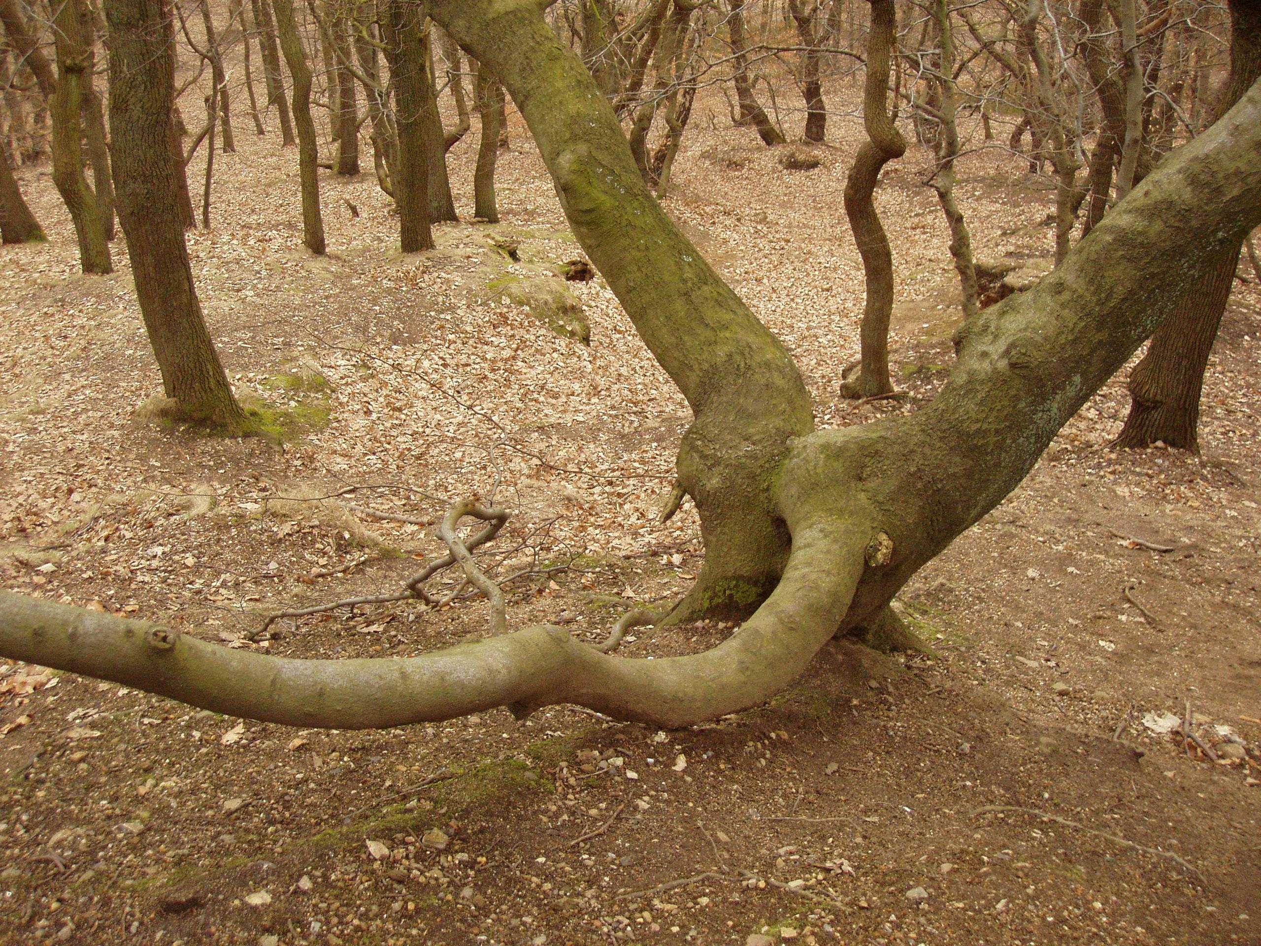 Free stock photo of #Tree, fall, tree branches - Stock Image - Everypixel