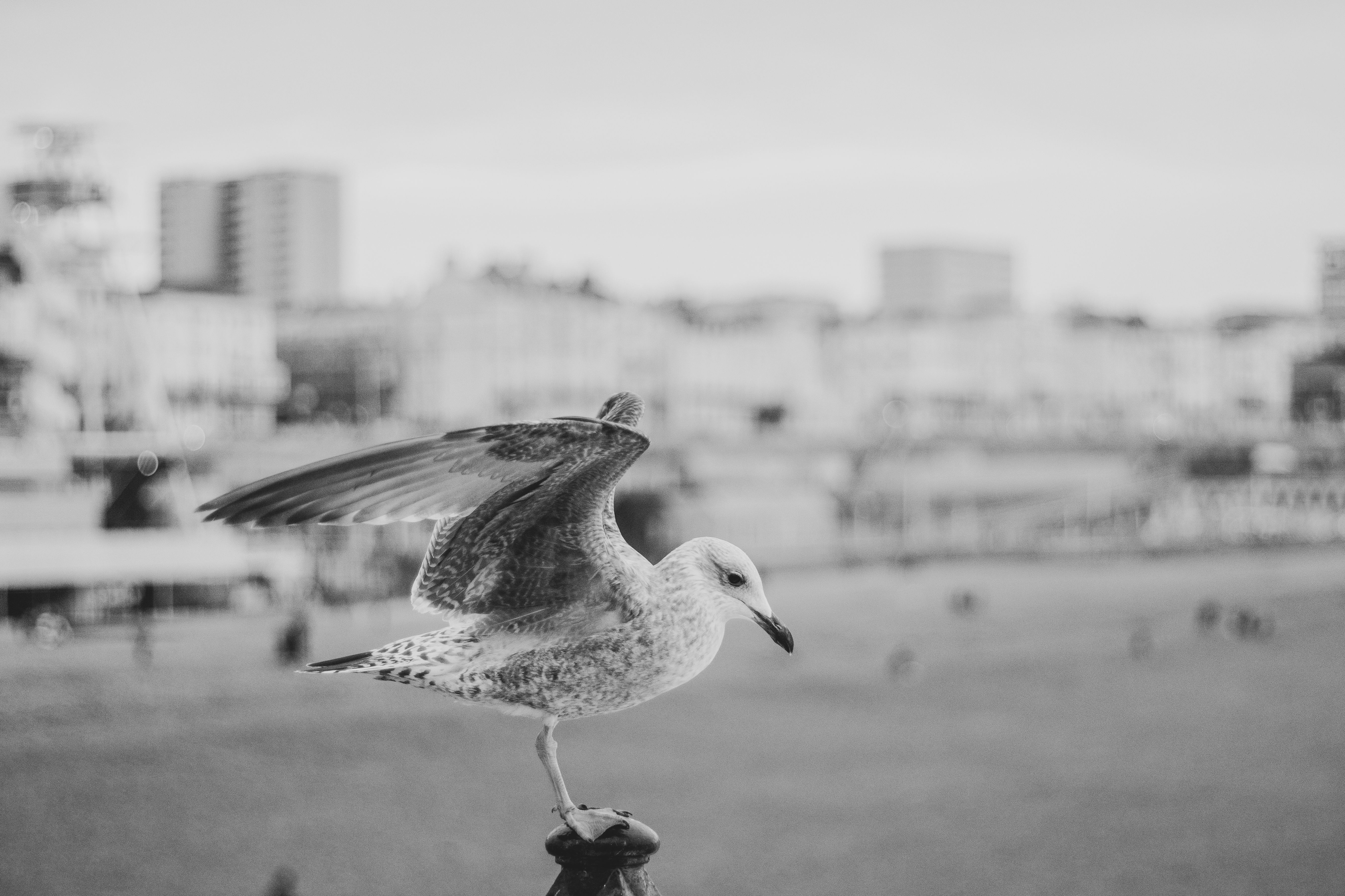Grayscale Photo of a Bird · Free Stock Photo