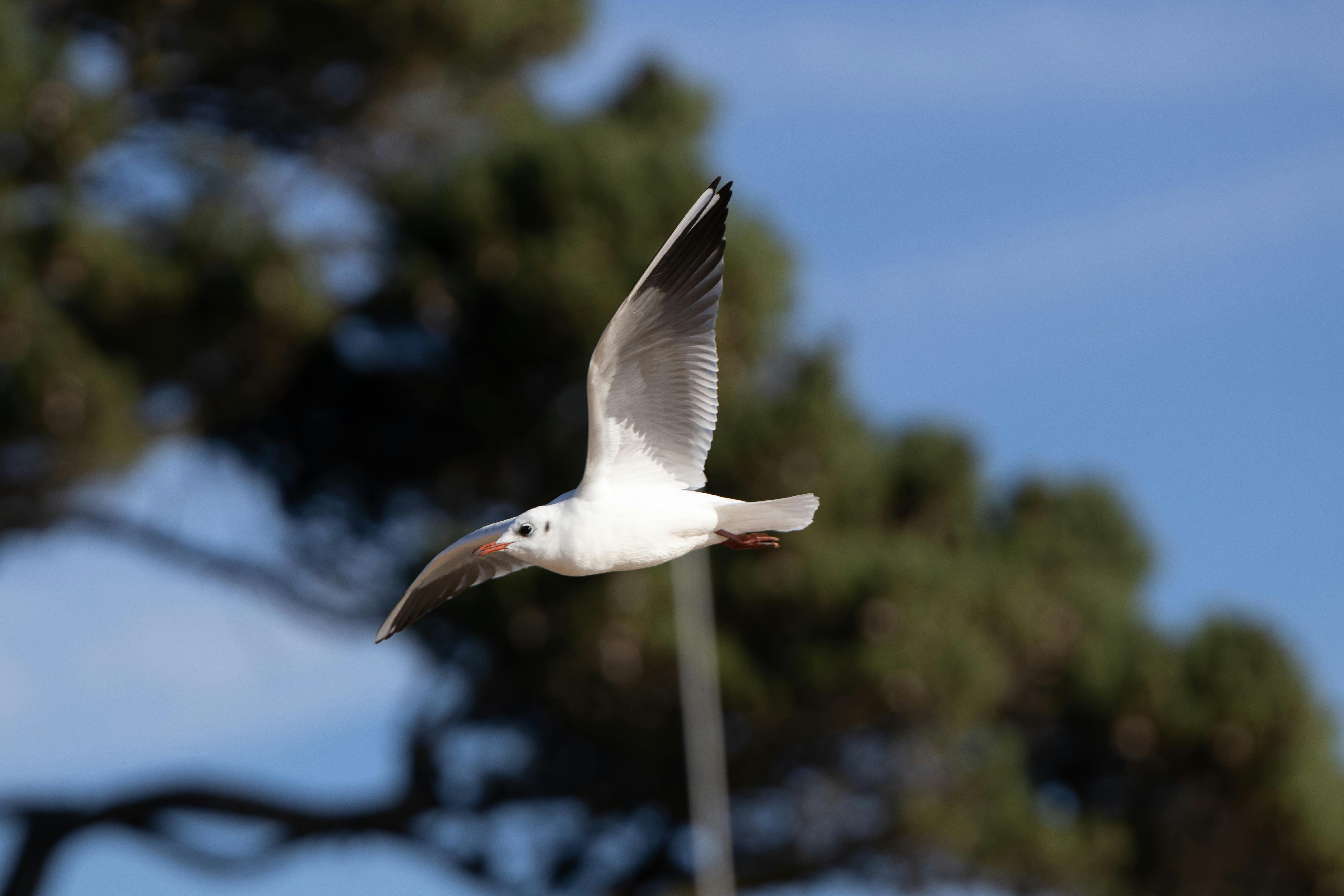 Bird Flying · Free Stock Photo