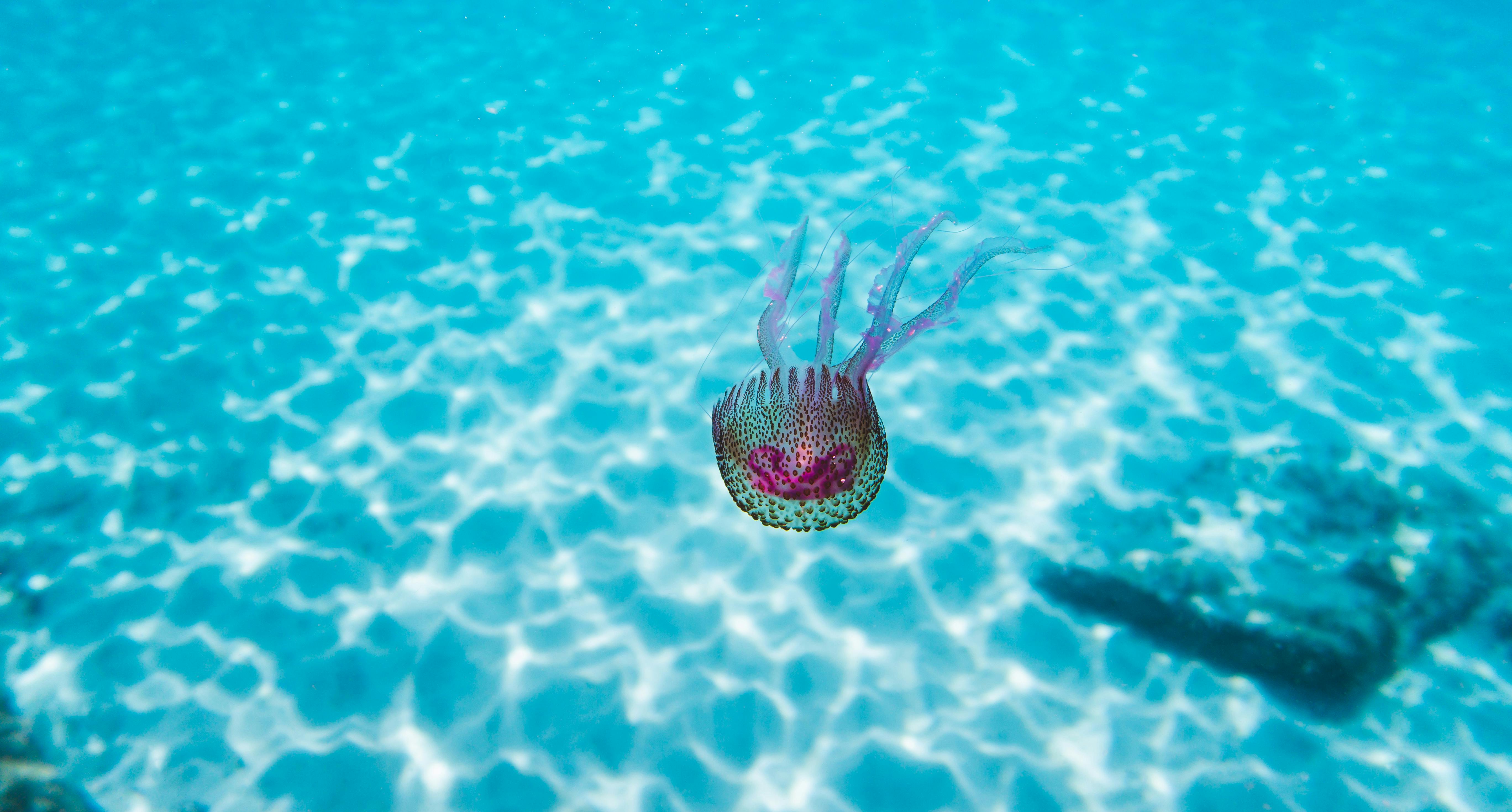 Shallow Focus Photo of Pink and Brown Jellyfish · Free Stock Photo