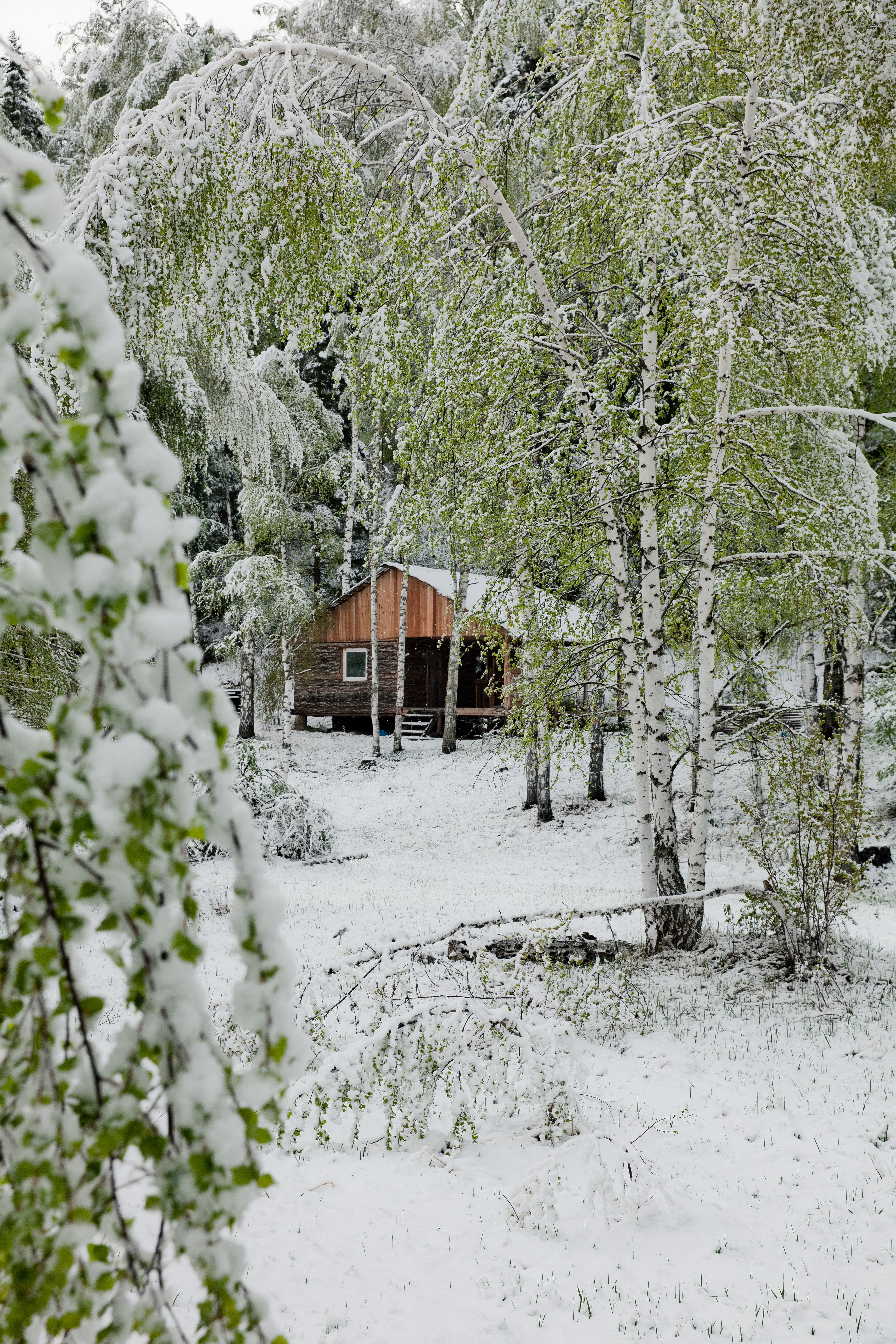 Snow Laden Foliage Photos, Download The BEST Free Snow Laden Foliage ...