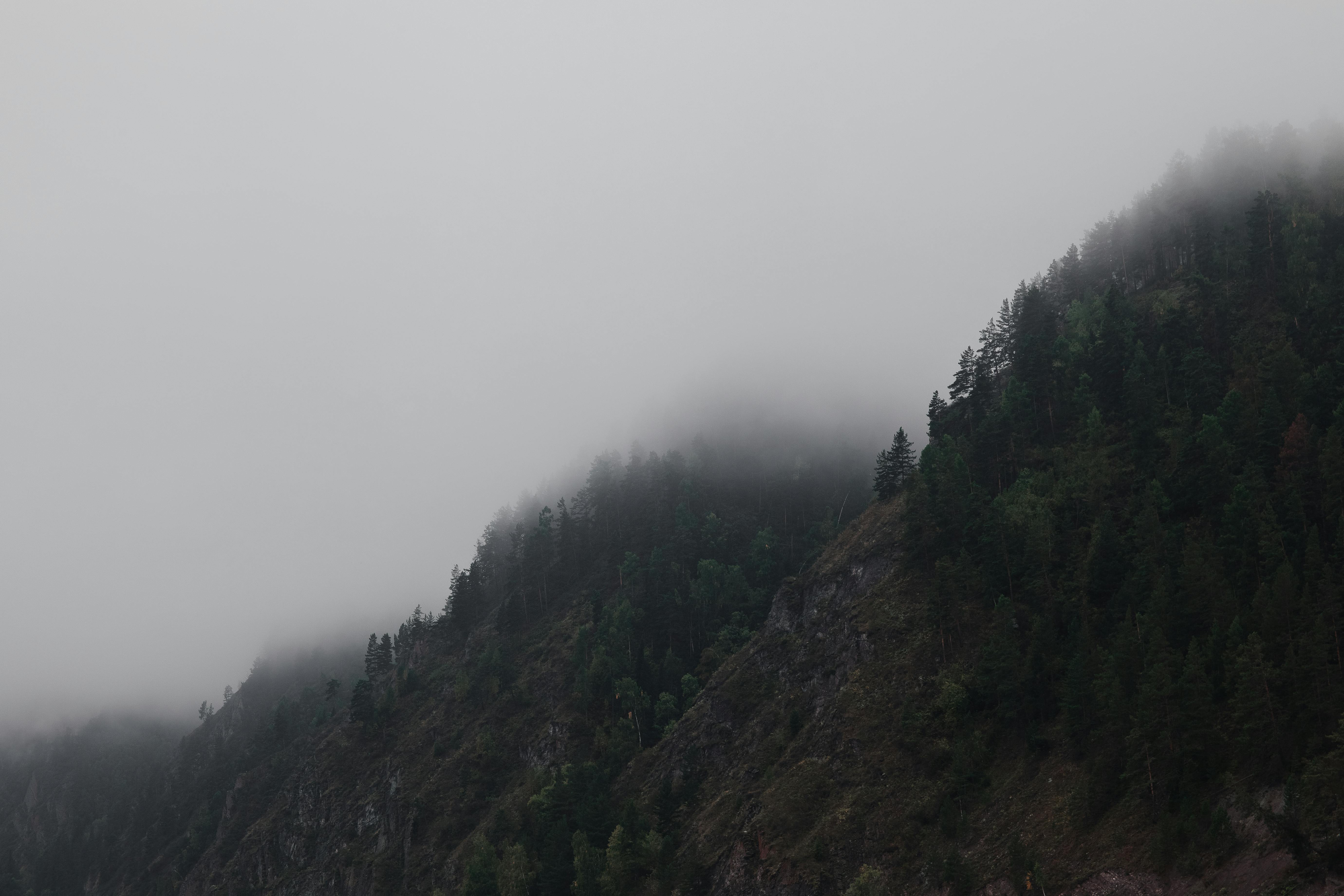 Low-light Photo of Mountain With Pine Trees Covered With Fogs · Free ...