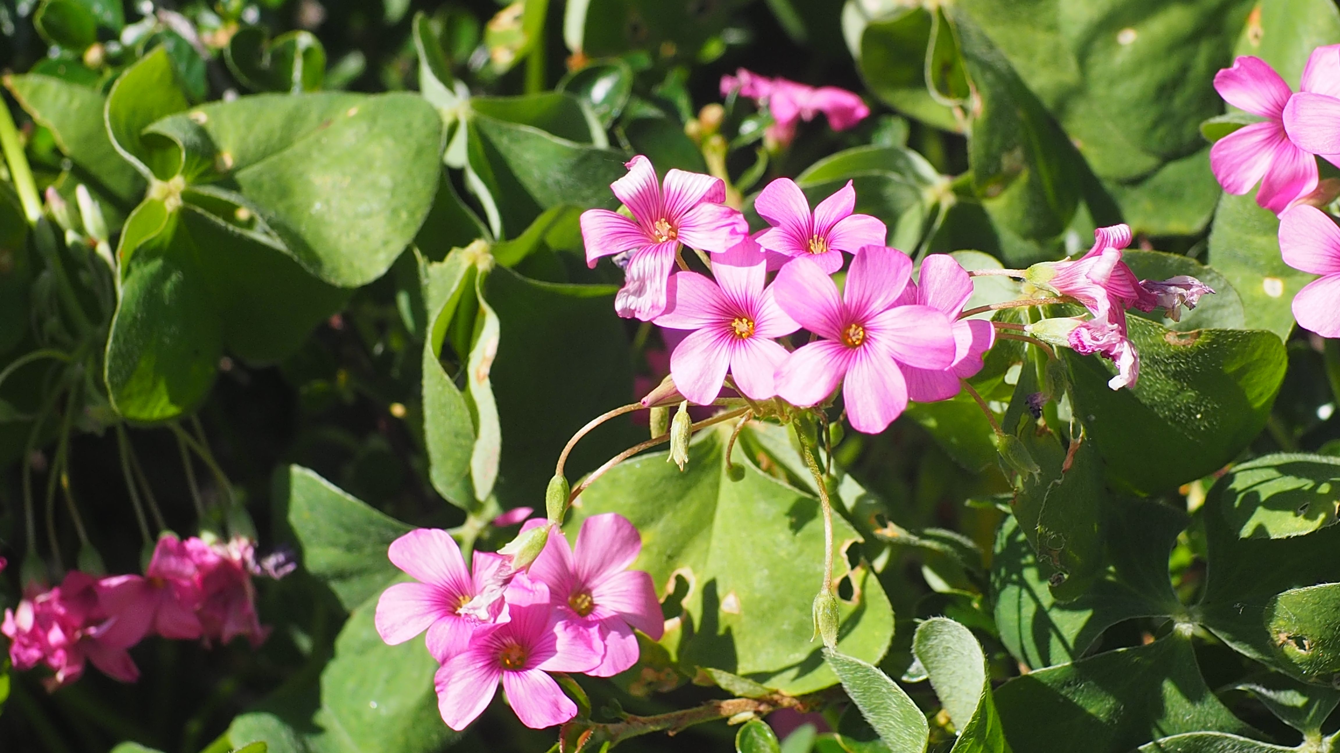 Kostenloses Foto zum Thema: blumen, natur, pinke blume