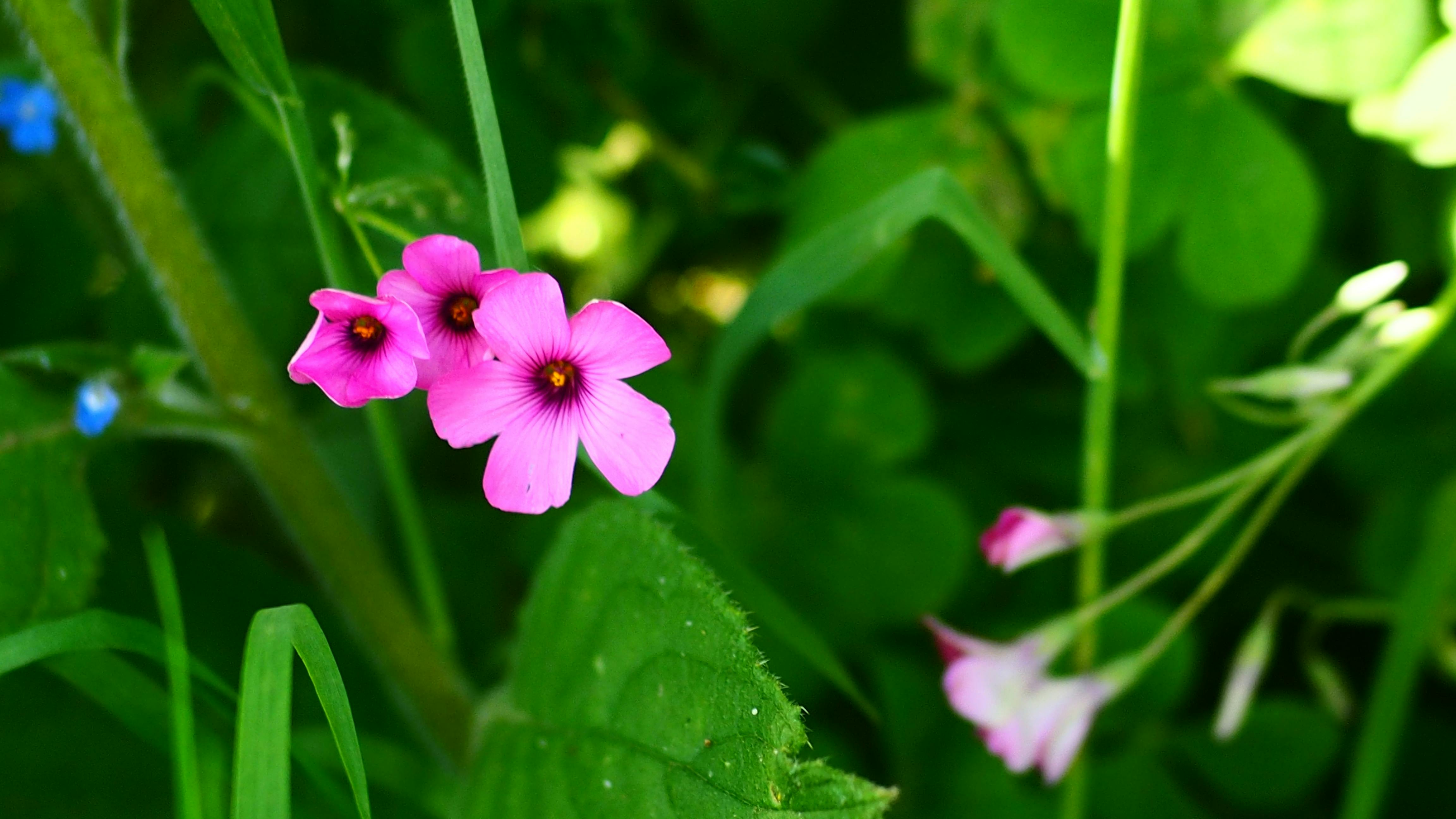 Kostenloses Foto zum Thema: blumen, natur, pinke blume Kostenloses Foto zum Thema: blumen, natur, pinke blume