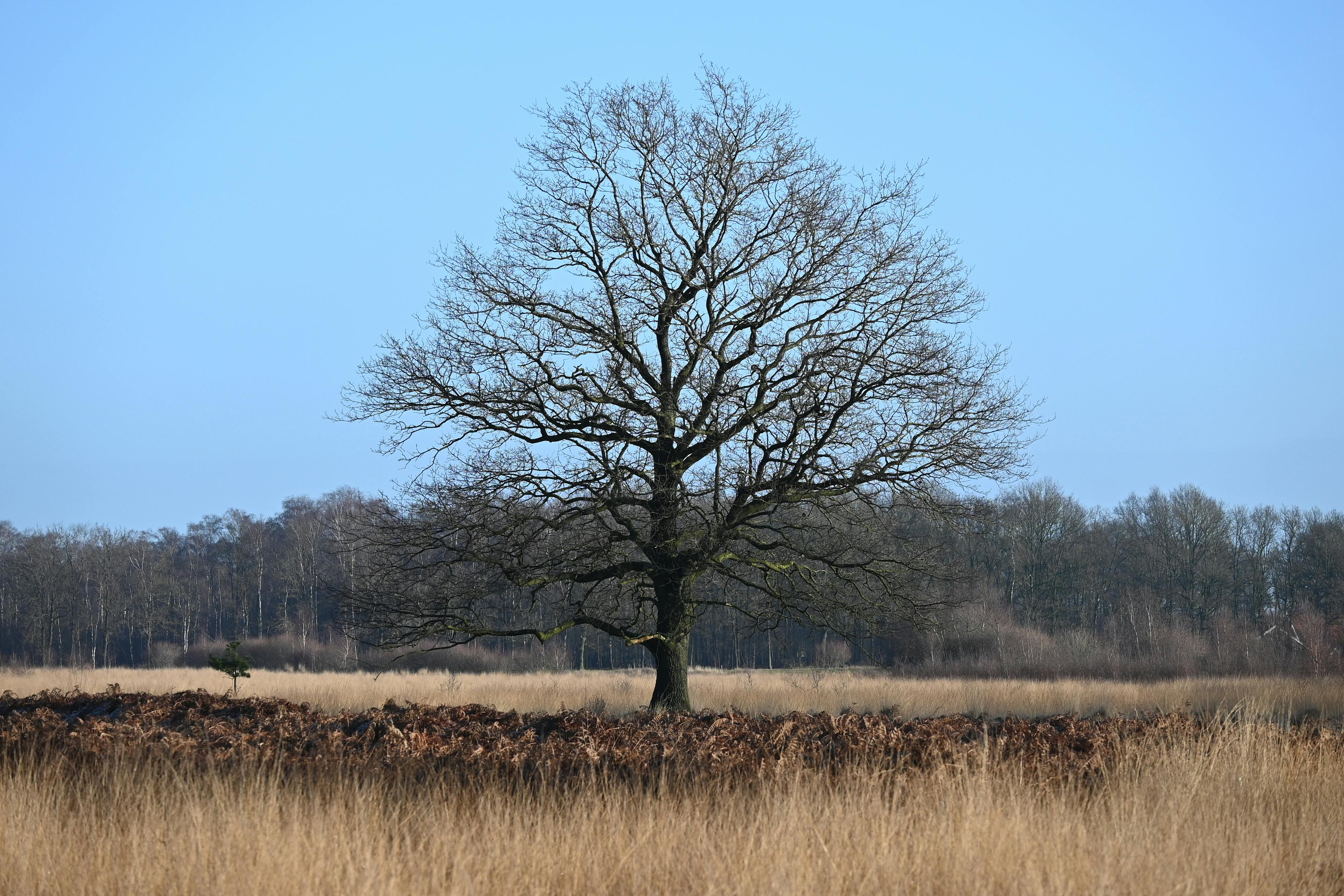 Leafless Tree on Brown Grass Field · Free Stock Photo
