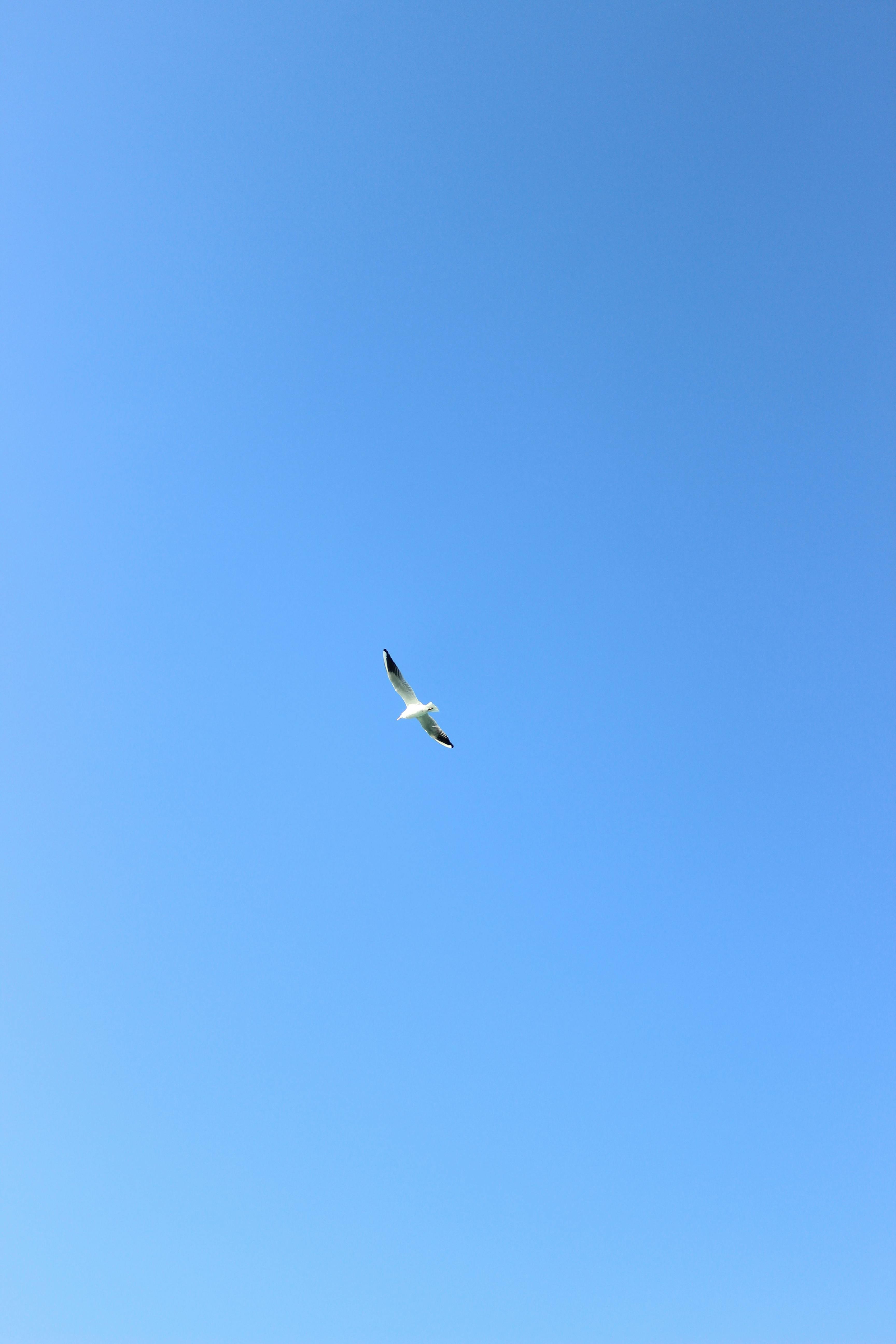 Bird Flying Under Blue Skies · Free Stock Photo