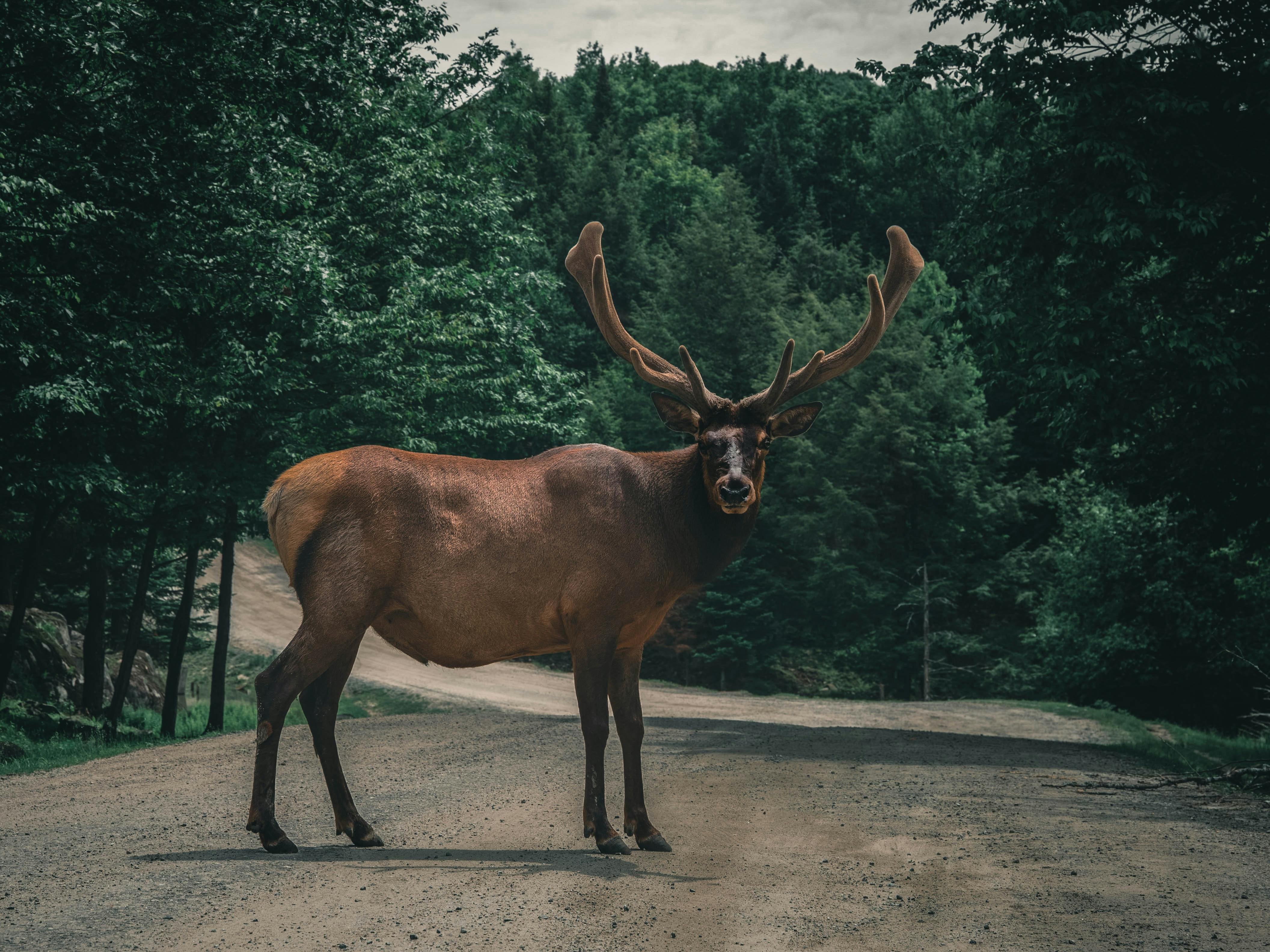 Brown Elk on Dirt Road · Free Stock Photo
