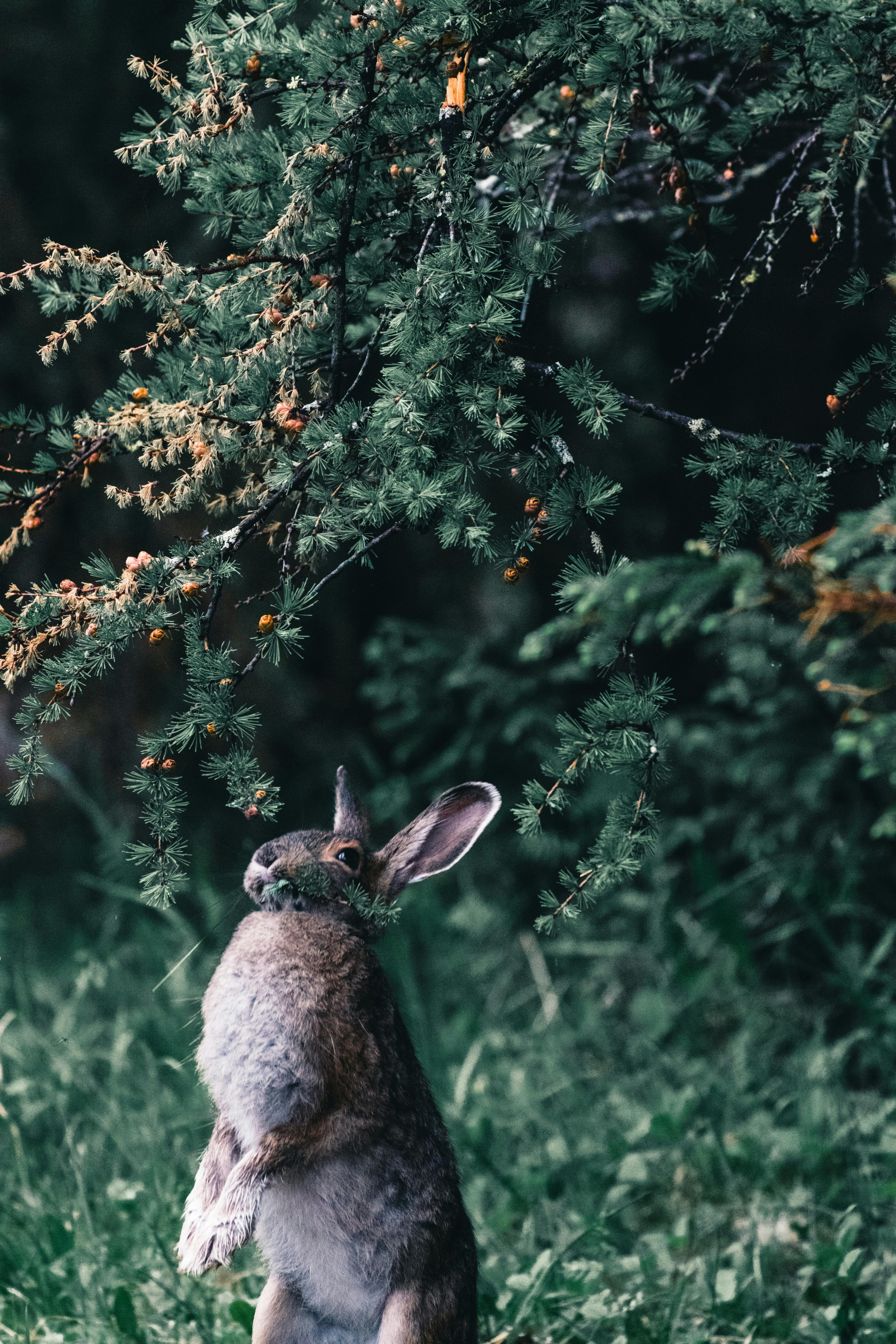 Brown Rabbit Eating Green Leaves · Free Stock Photo