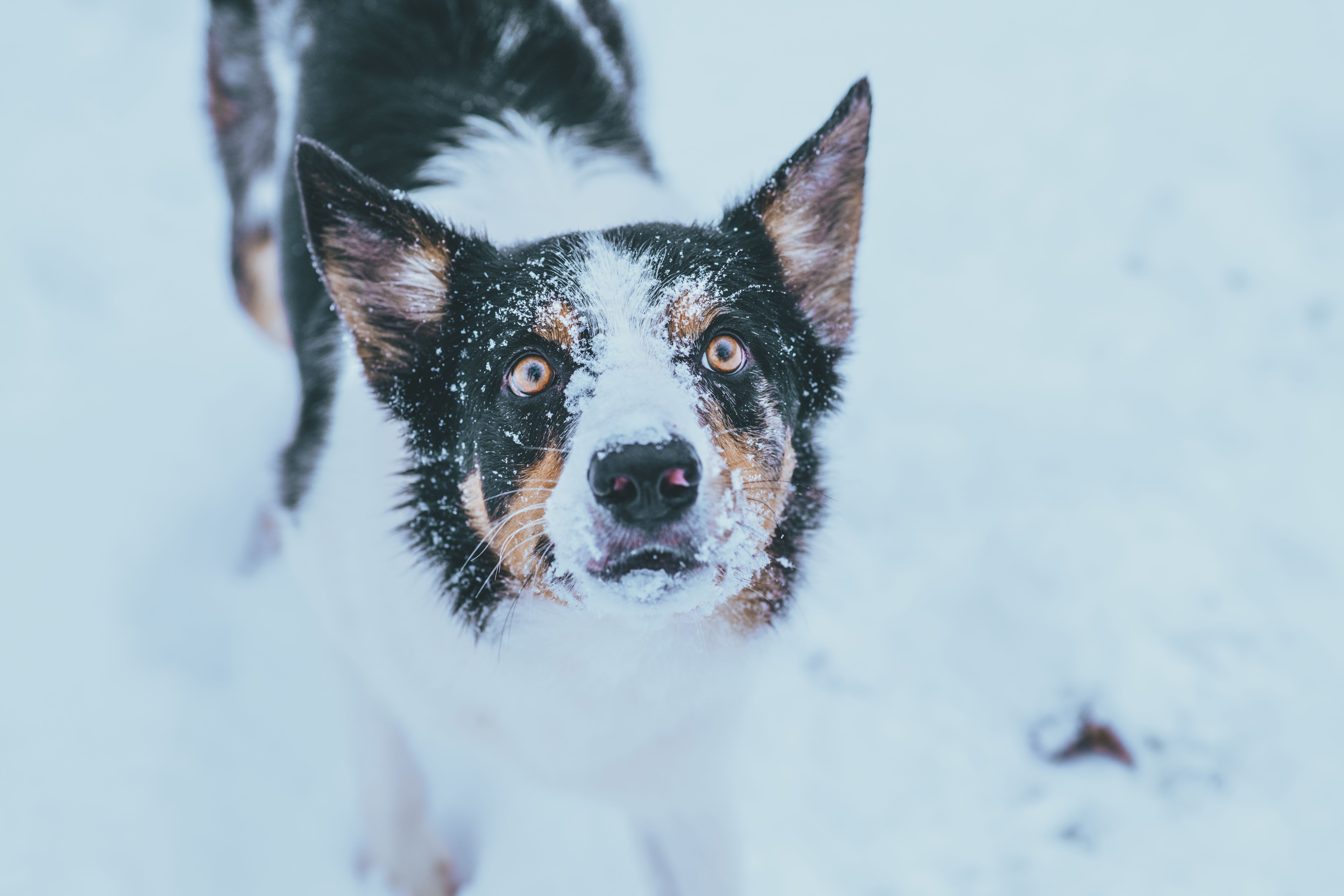Cute Dog in Snow · Free Stock Photo