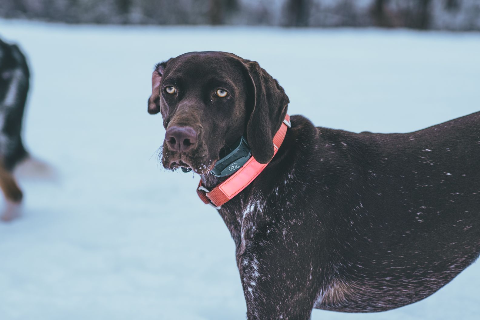 Dogs in Religion: A Global Exploration of Canine Roles