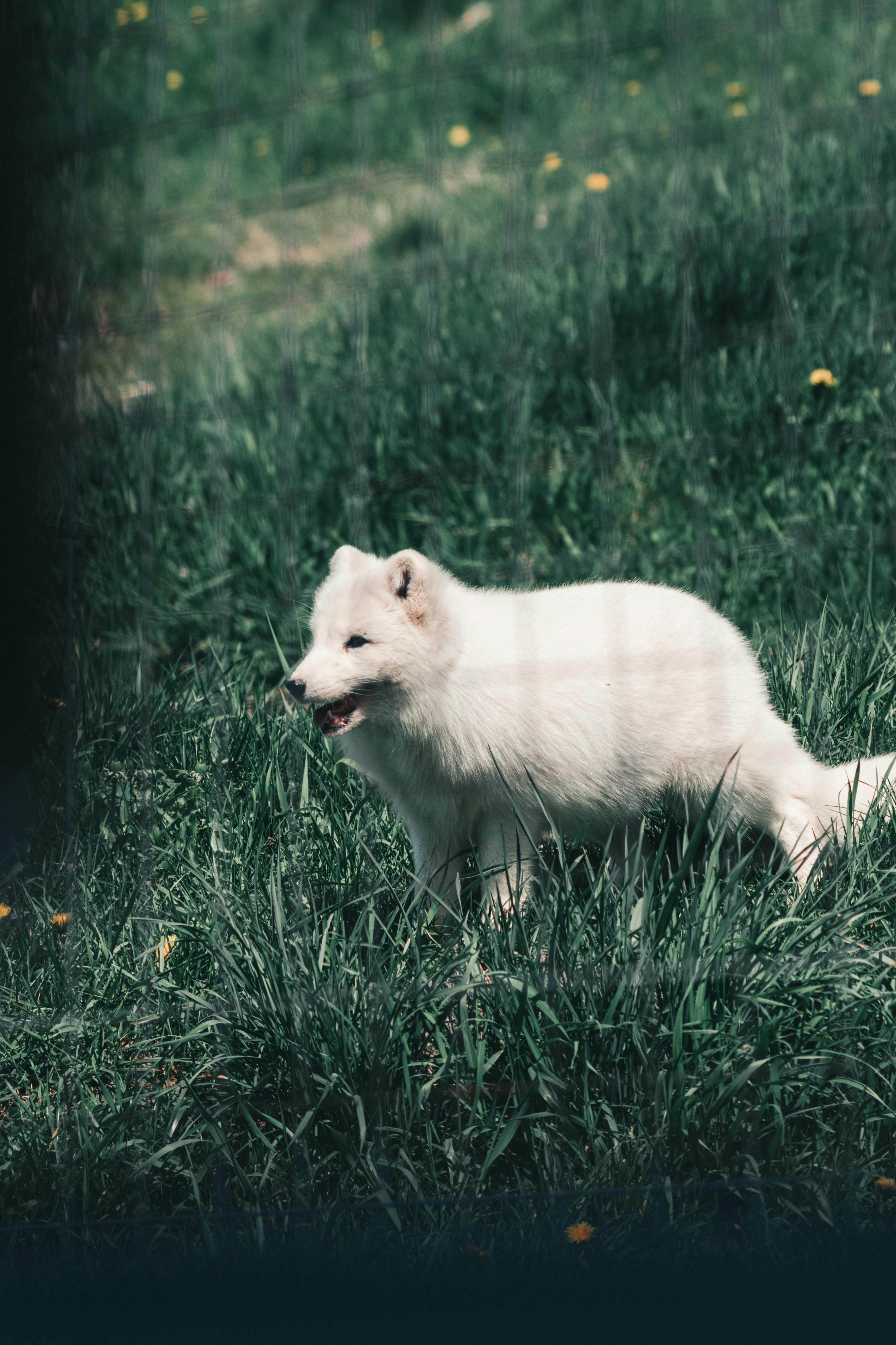 White Fox Photos, Download The BEST Free White Fox Stock Photos & HD Images