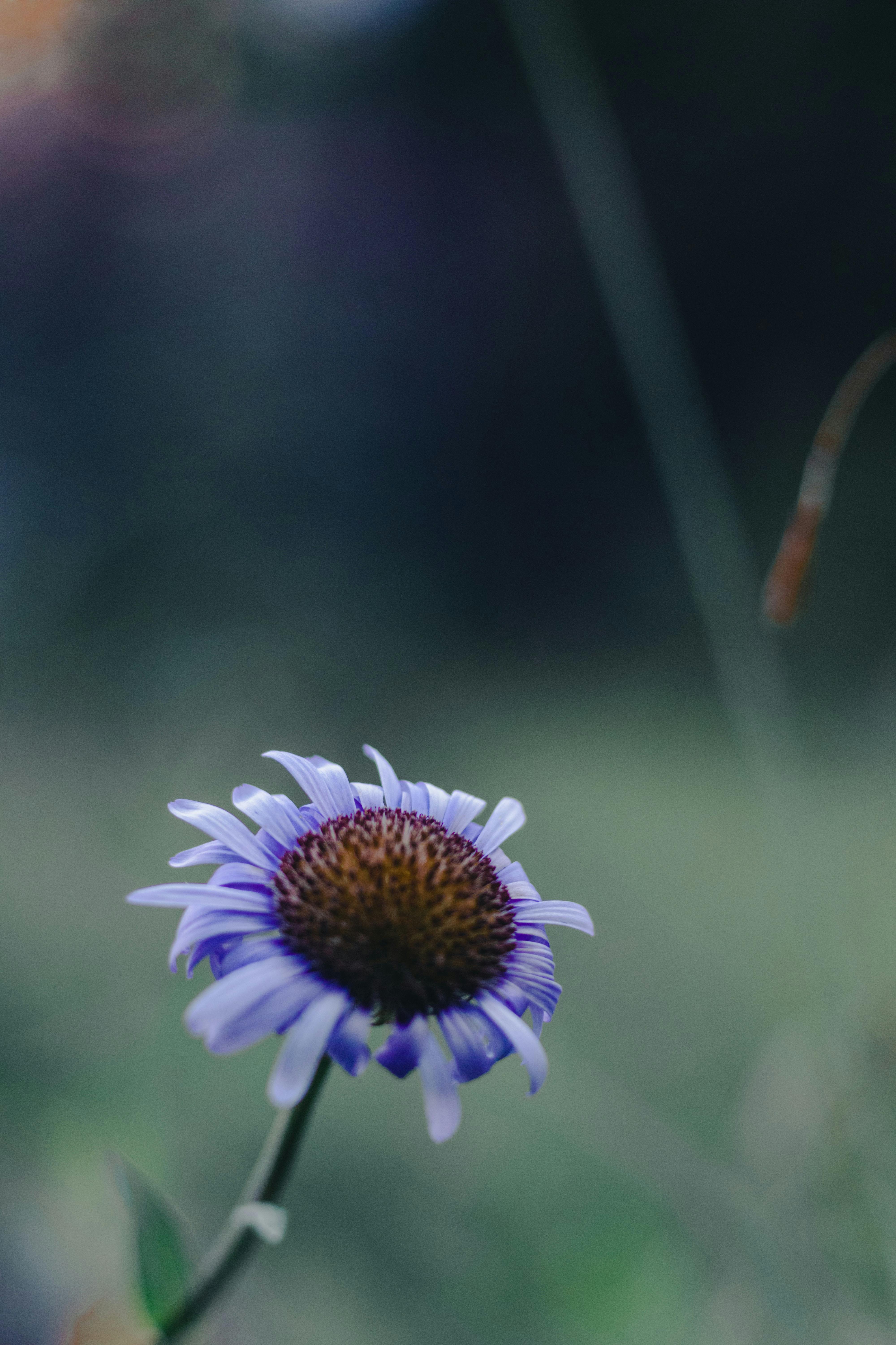 Blue Flower in Close Up Photography · Free Stock Photo