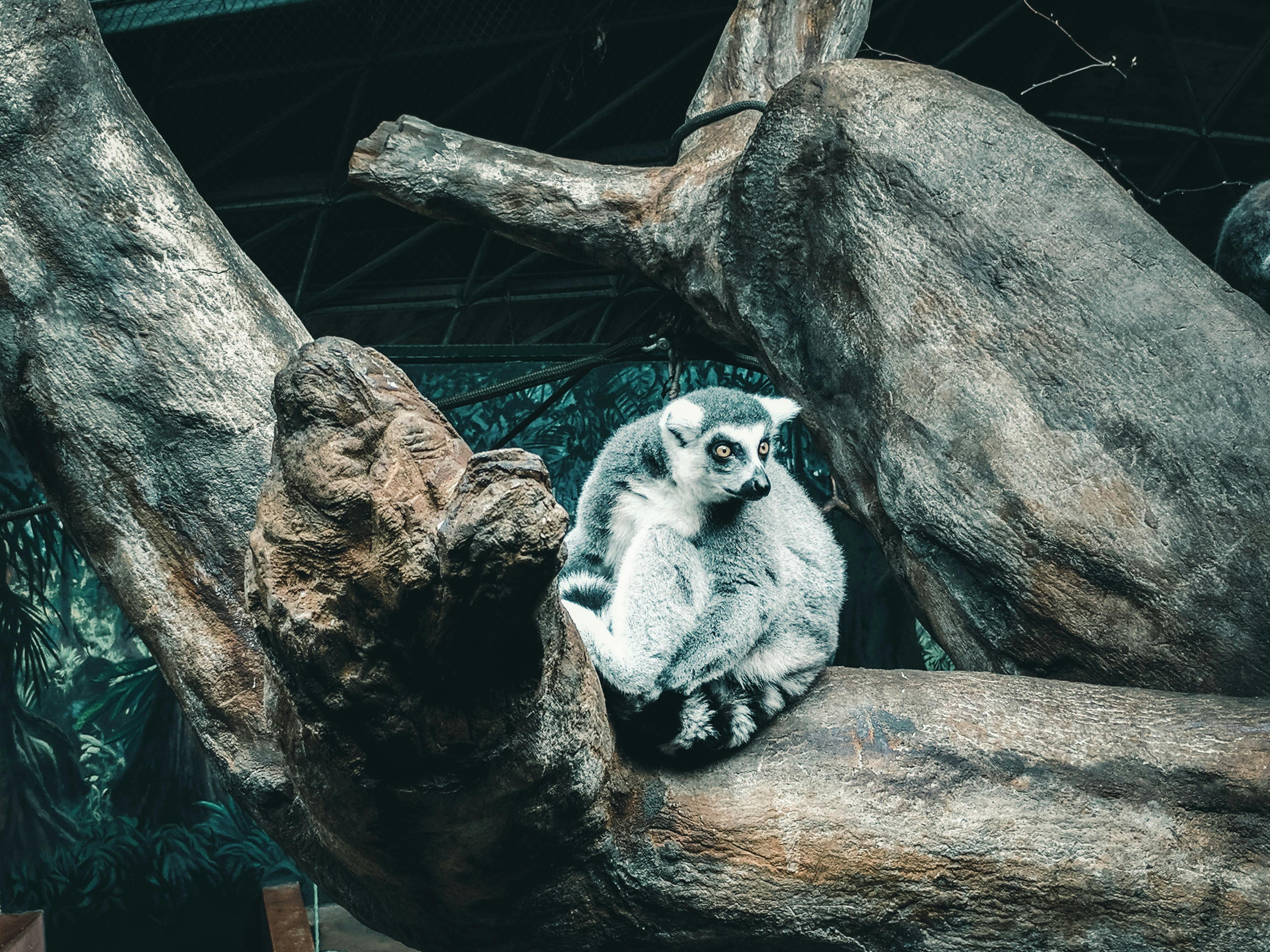 Two Lemurs · Free Stock Photo
