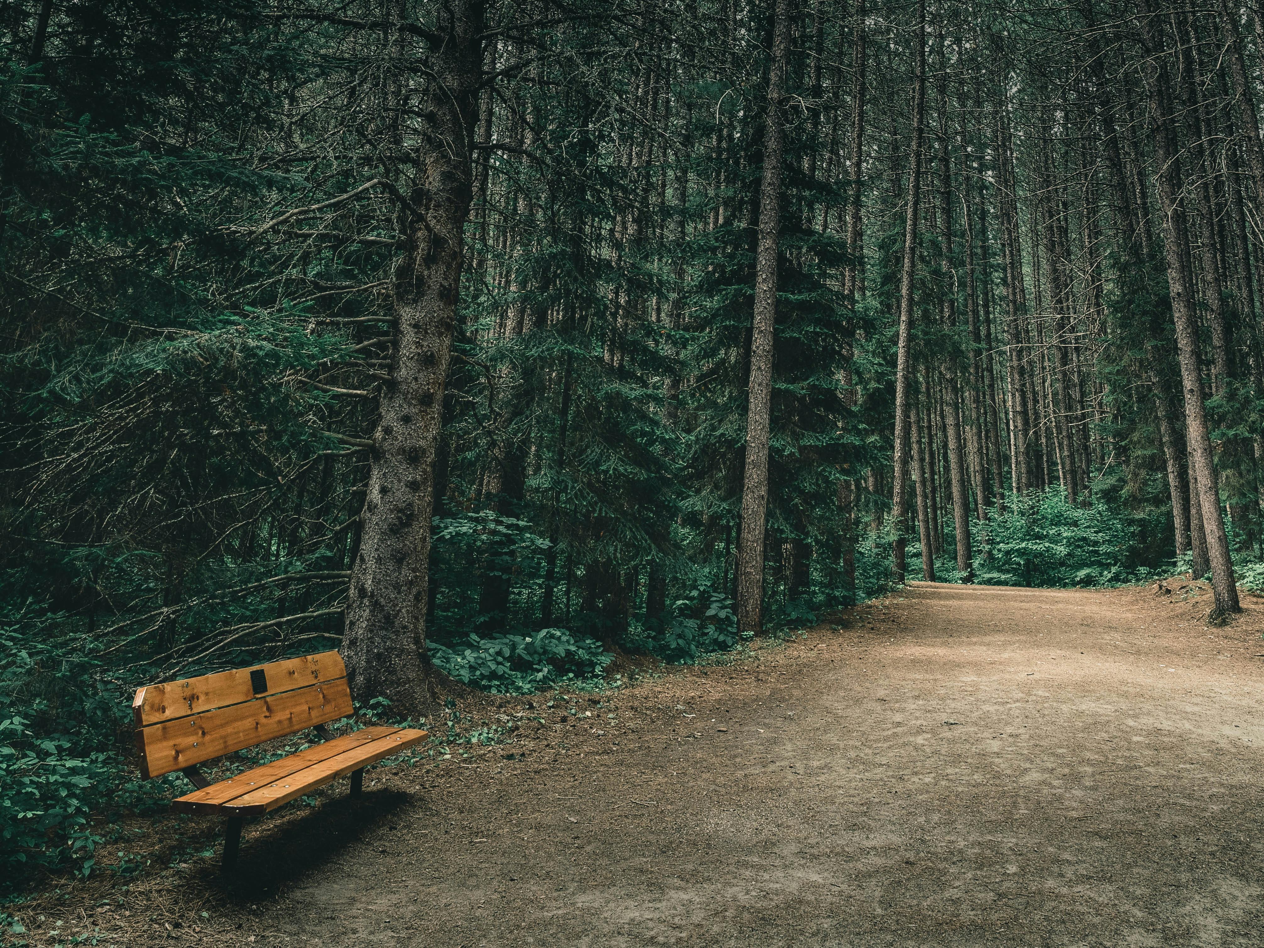 Empty alley among fir trees in woods · Free Stock Photo