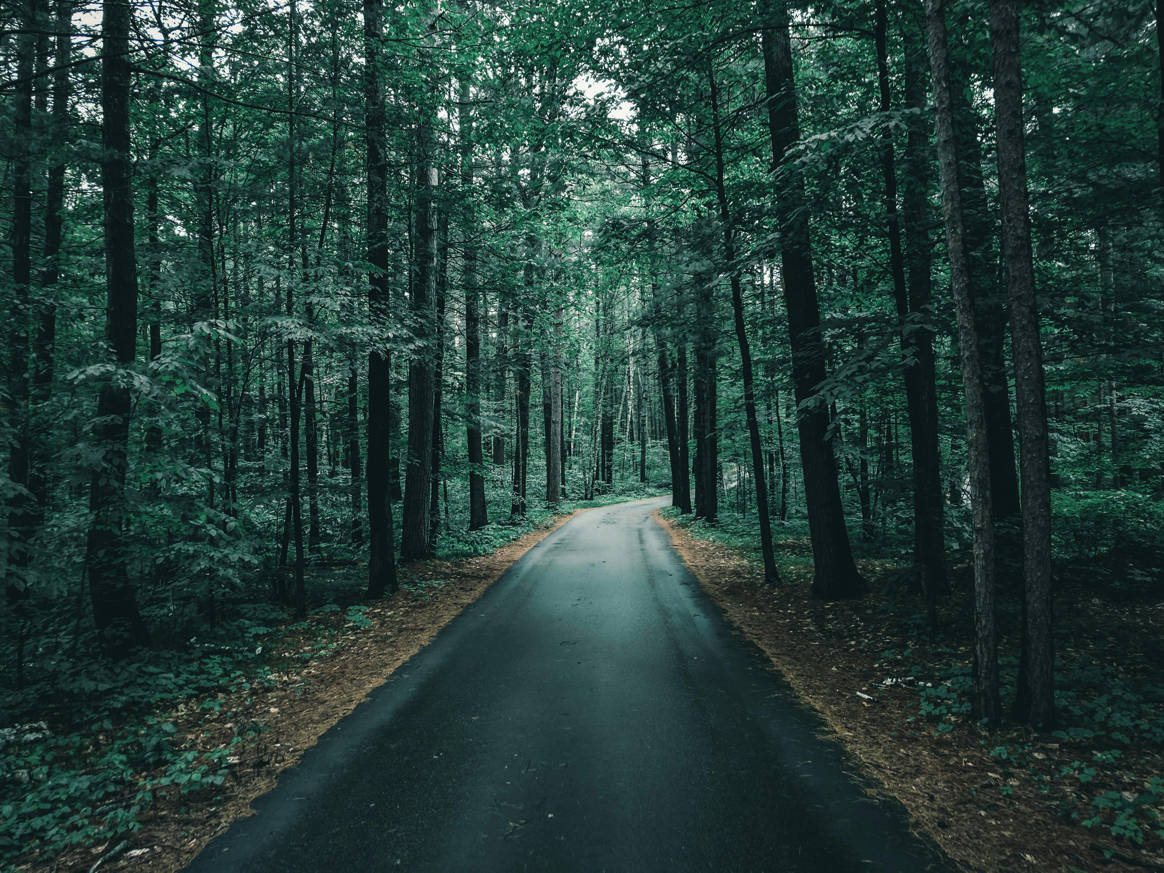 Bare Trees Beside Road · Free Stock Photo