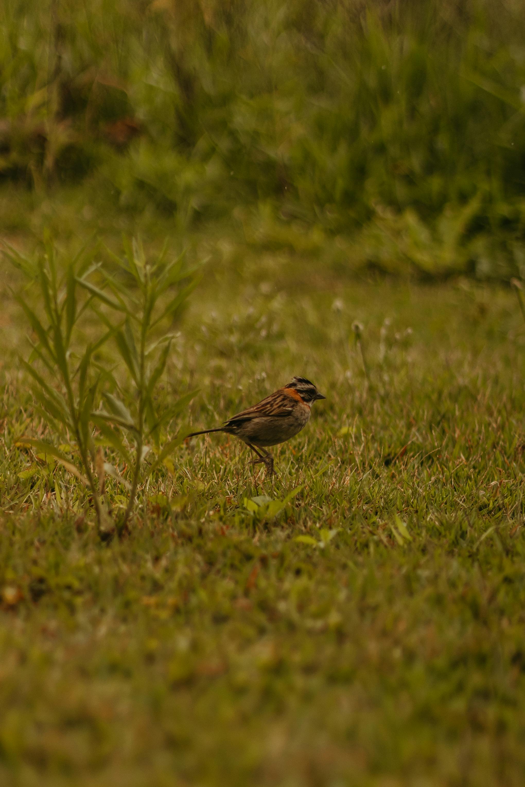 Photo of a Bird on Green Grass · Free Stock Photo