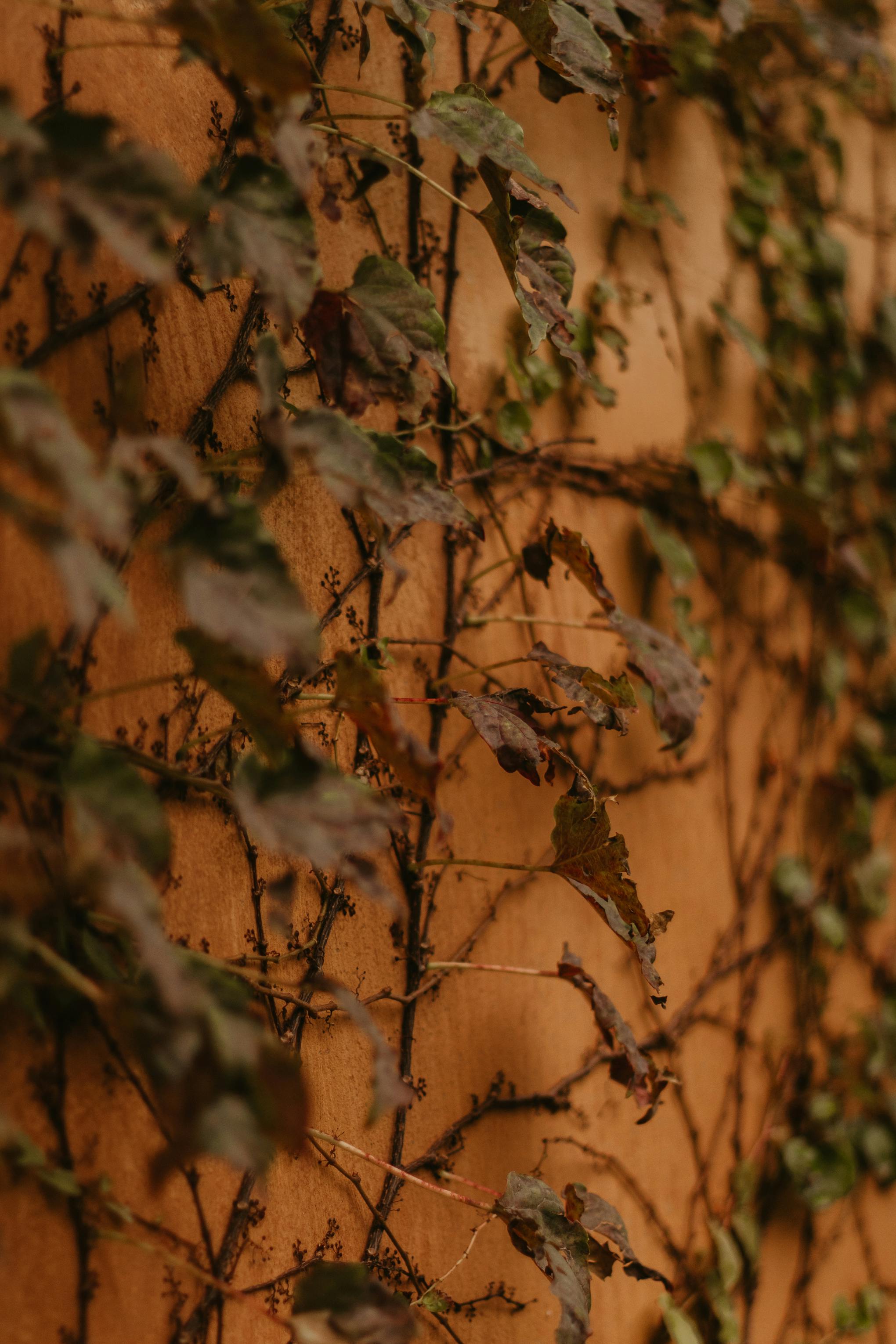 Leaves on a Wall · Free Stock Photo