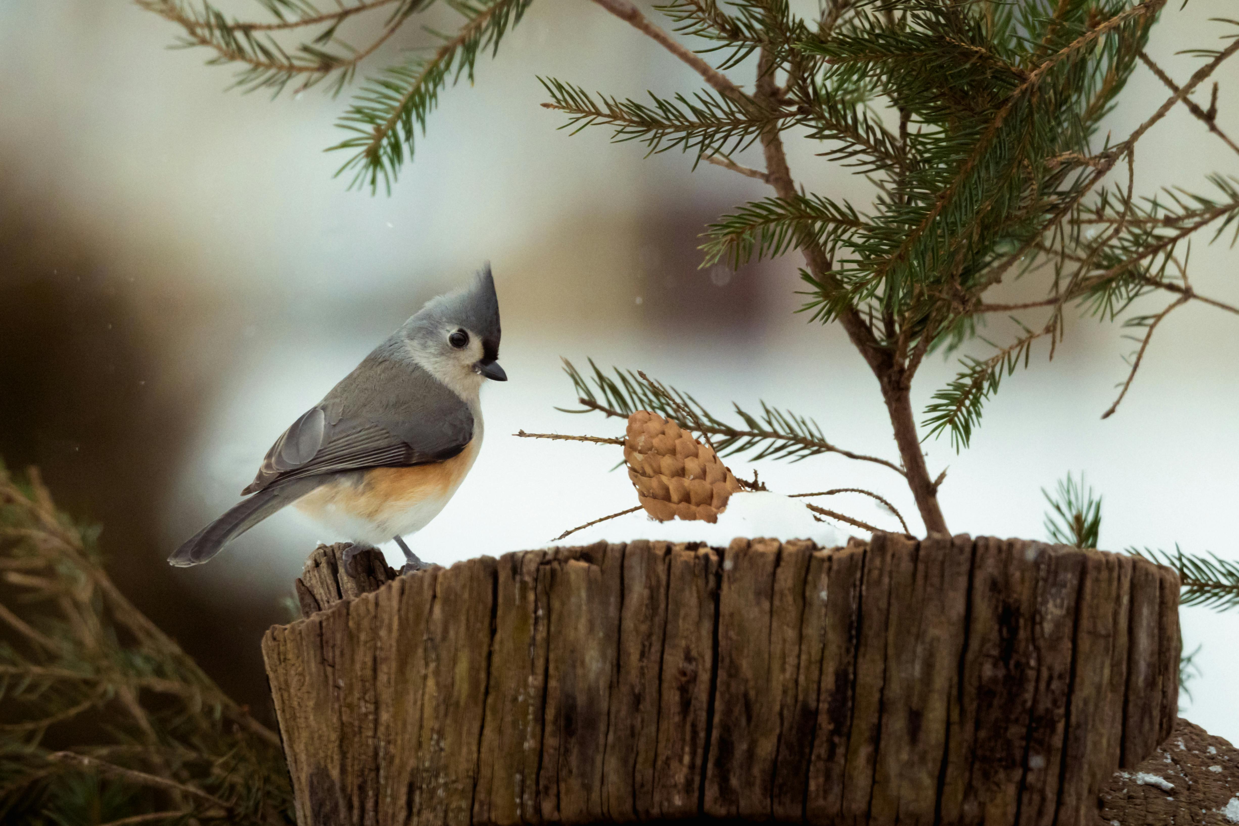 Photograph of a Gray Tufted Titmouse Bird Beside a Pine Cone · Free ...